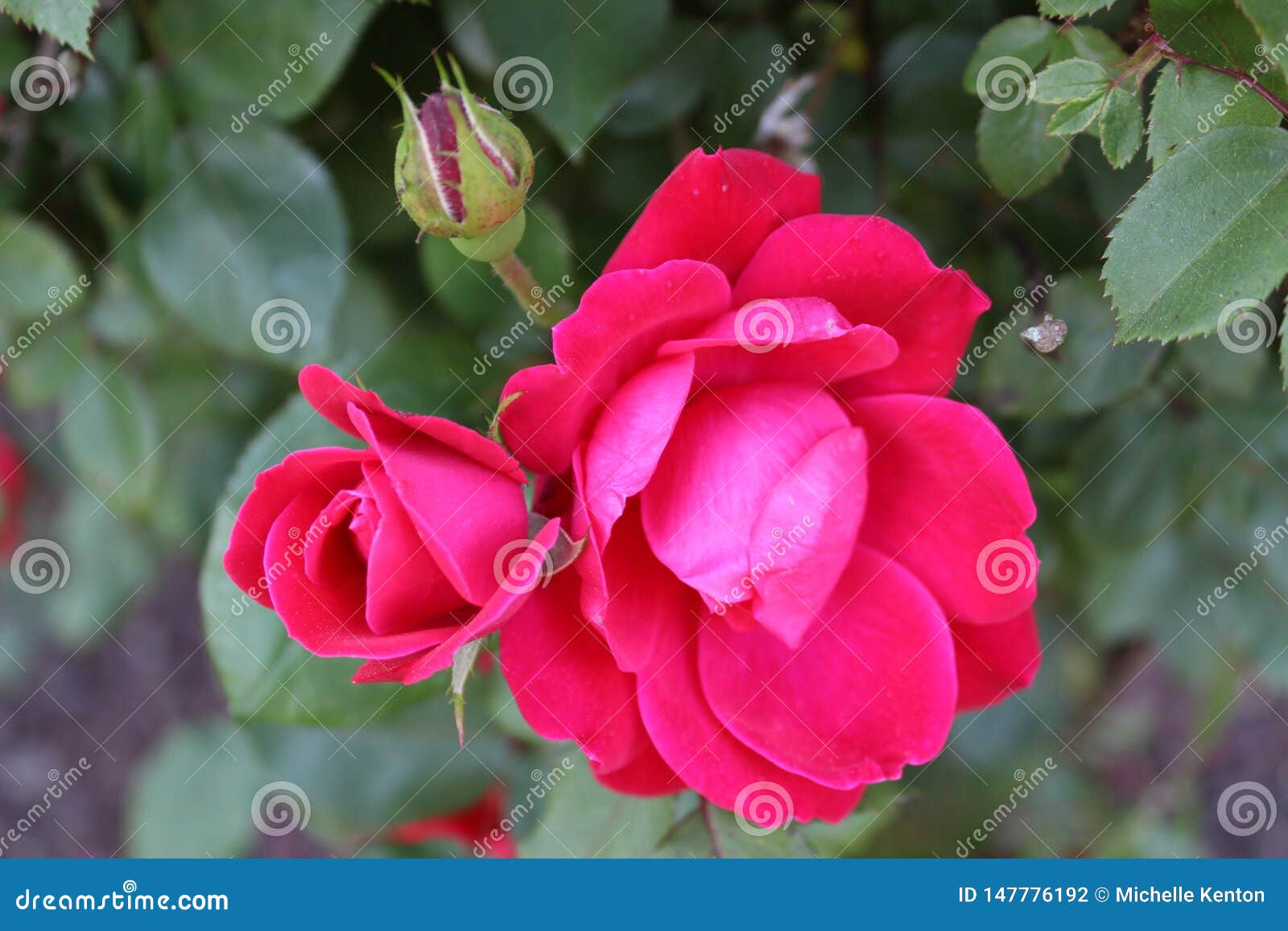 Rose cluster stock photo. Image of rose, pink, roses - 147776192