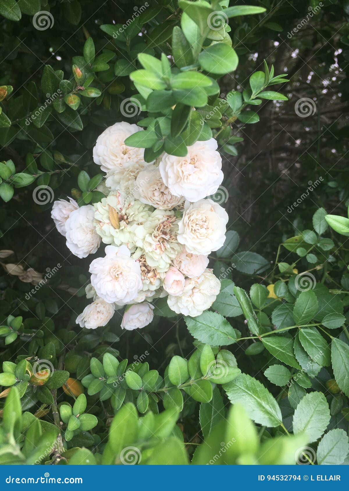 Rose cluster stock photo. Image of botanical, garden - 94532794
