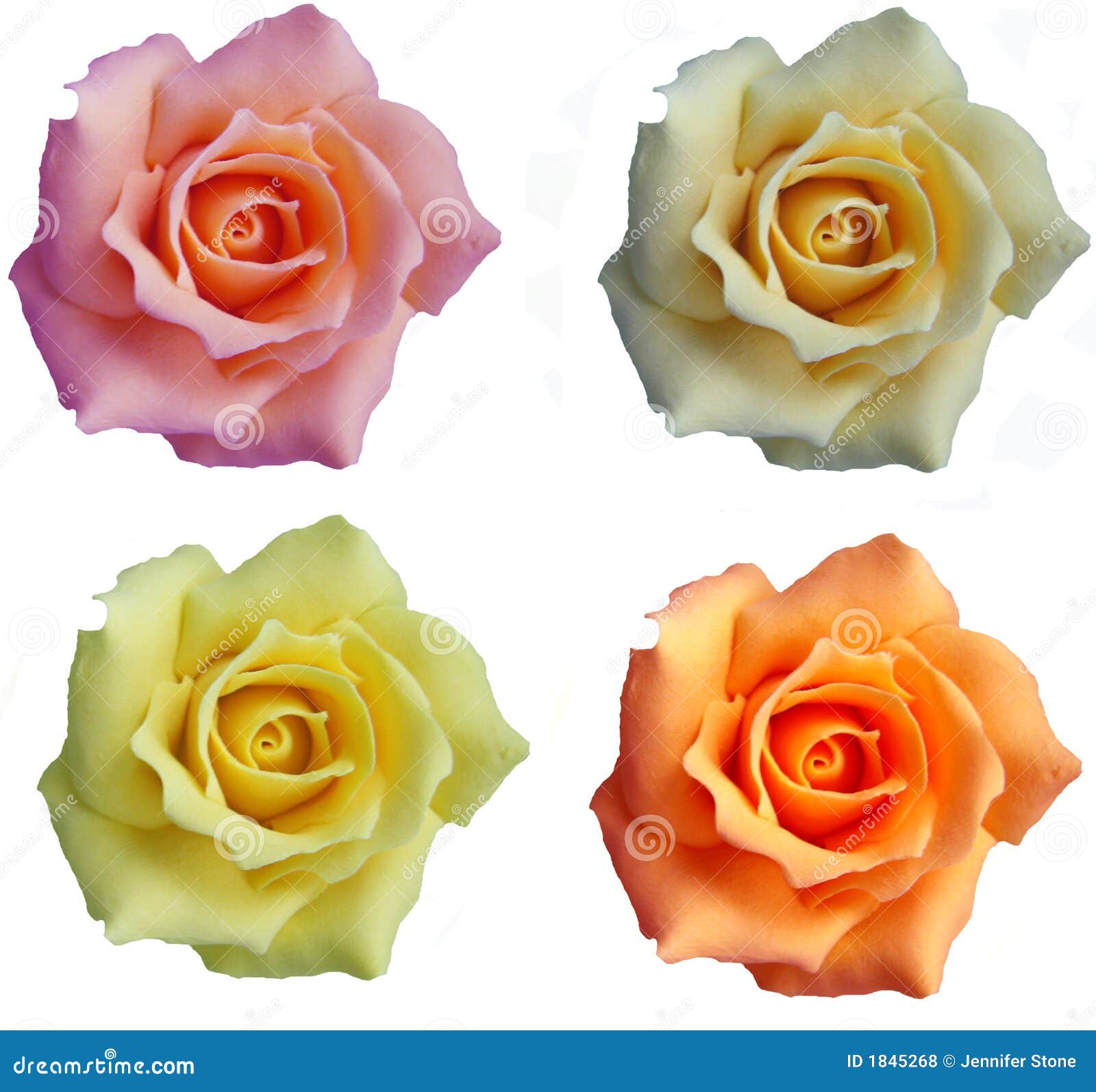 Rose Collection stock illustration. Illustration of arrangement - 1845268