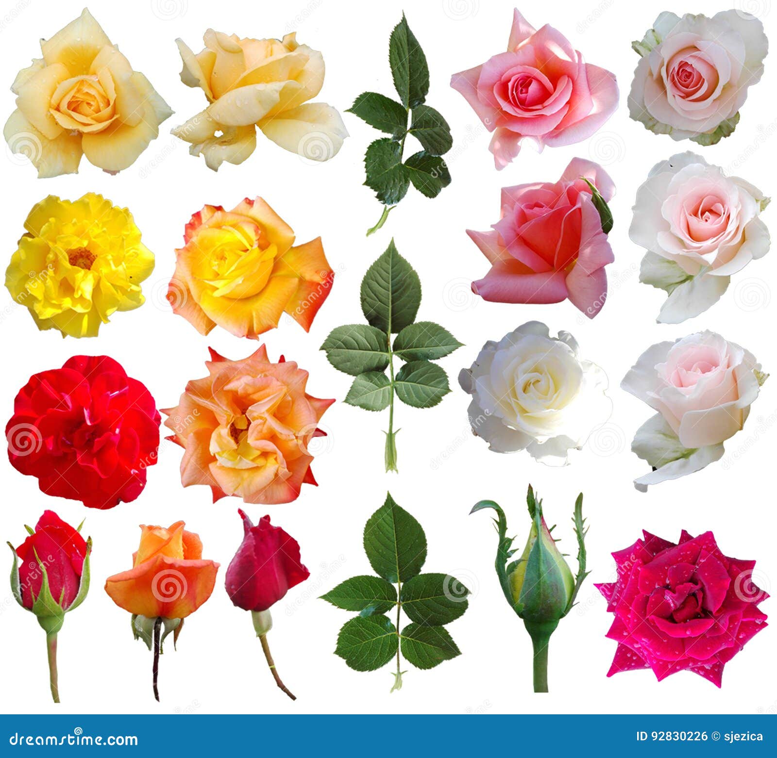 Rose collection stock photo. Image of bloom, design, beauty - 92830226