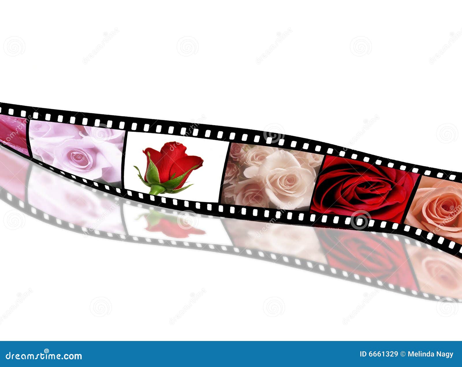 Rose Collection on Film Strip Stock Image - Image of frame, space: 6661329