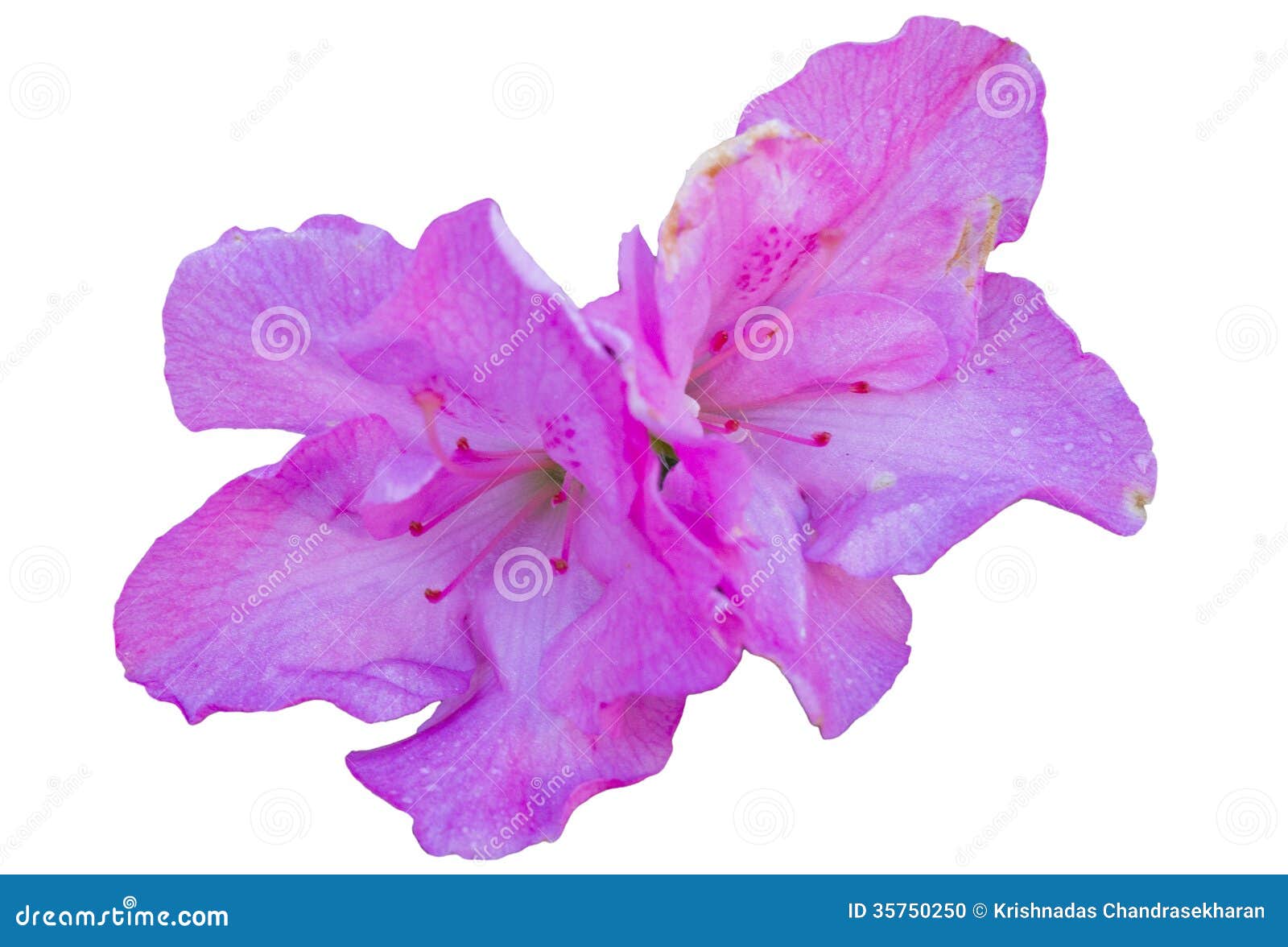 Rose Color Lillie Flower Side View Isolated Stock Image | CartoonDealer ...