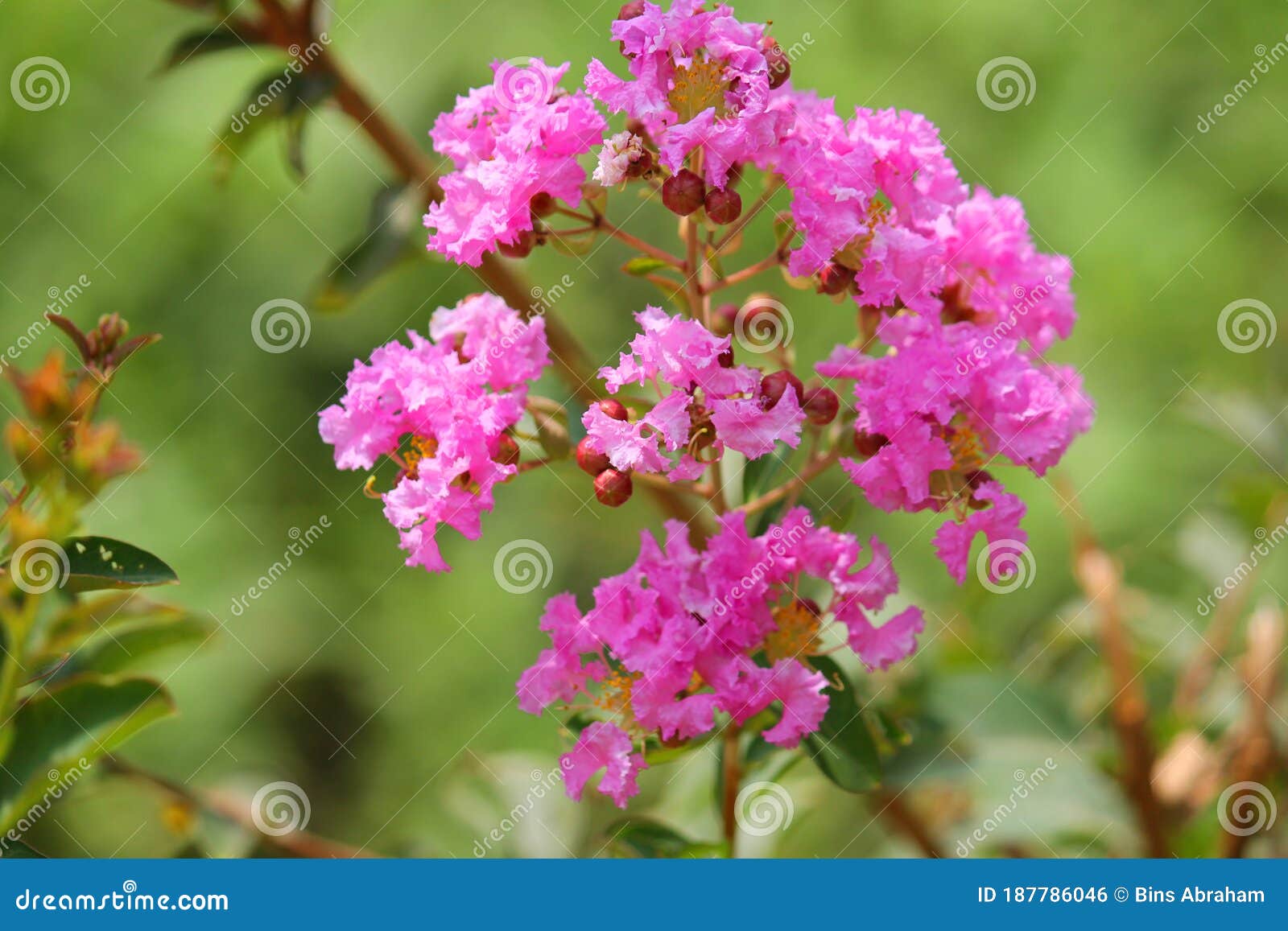 Rose colored single flower stock photo. Image of single - 187786046