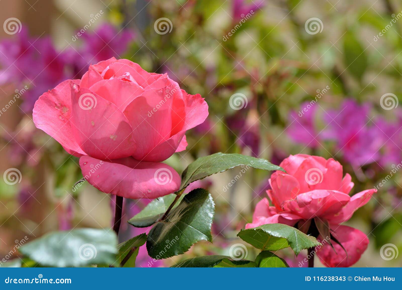 Rose stock image. Image of nice, roses, bouquet, fresh - 116238343