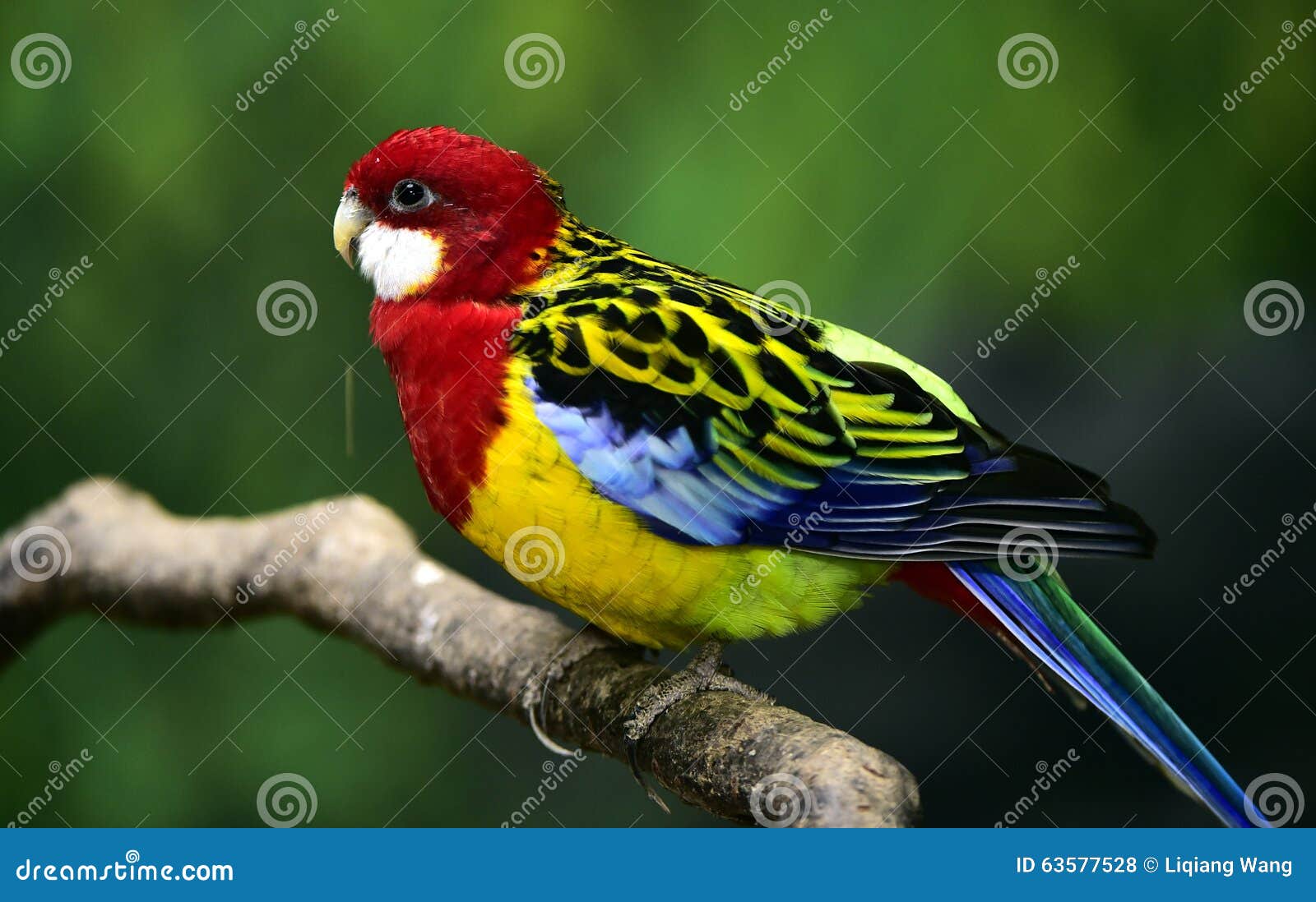 Rose-coloured Parrot stock photo. Image of foraging, rose - 63577528