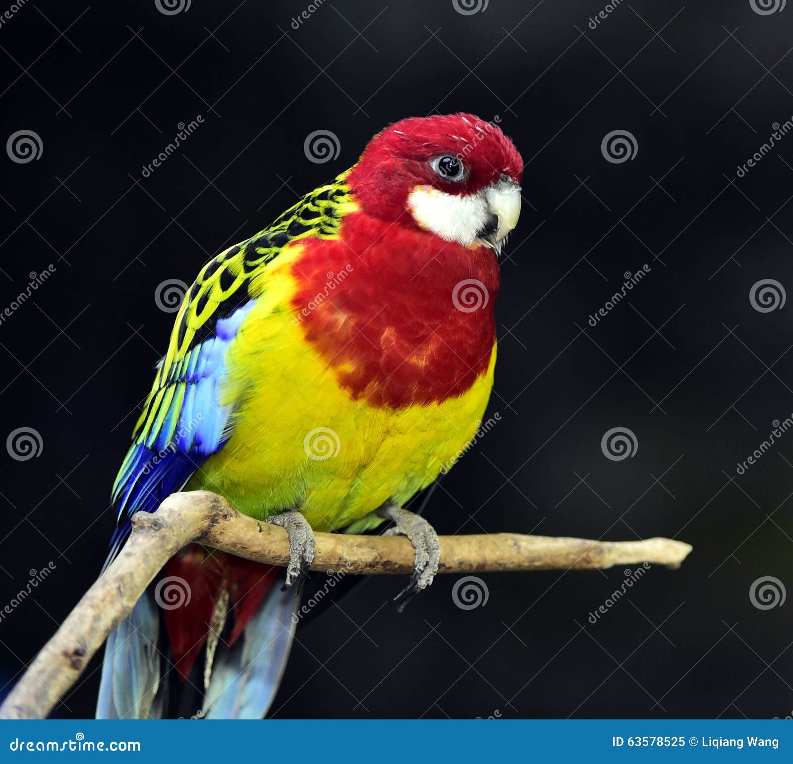 Rose-coloured Parrot stock image. Image of capped, survival - 63578525