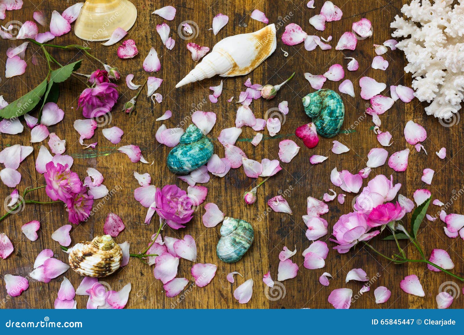Rose and Conch Shells, Coral Formation in the Desktop Background Stock ...