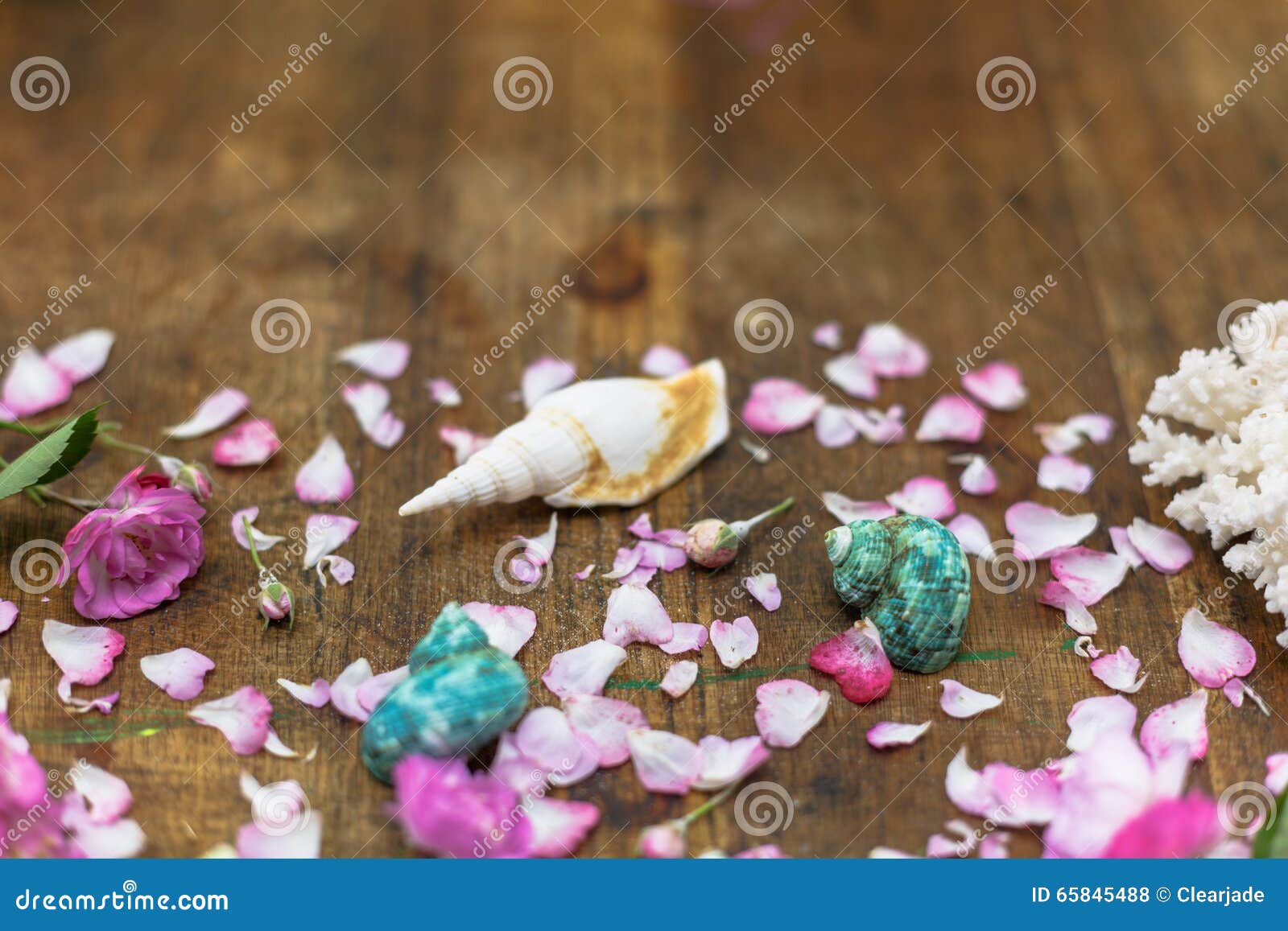 Rose and Conch Shells, Coral Formation in the Desktop Background Stock ...