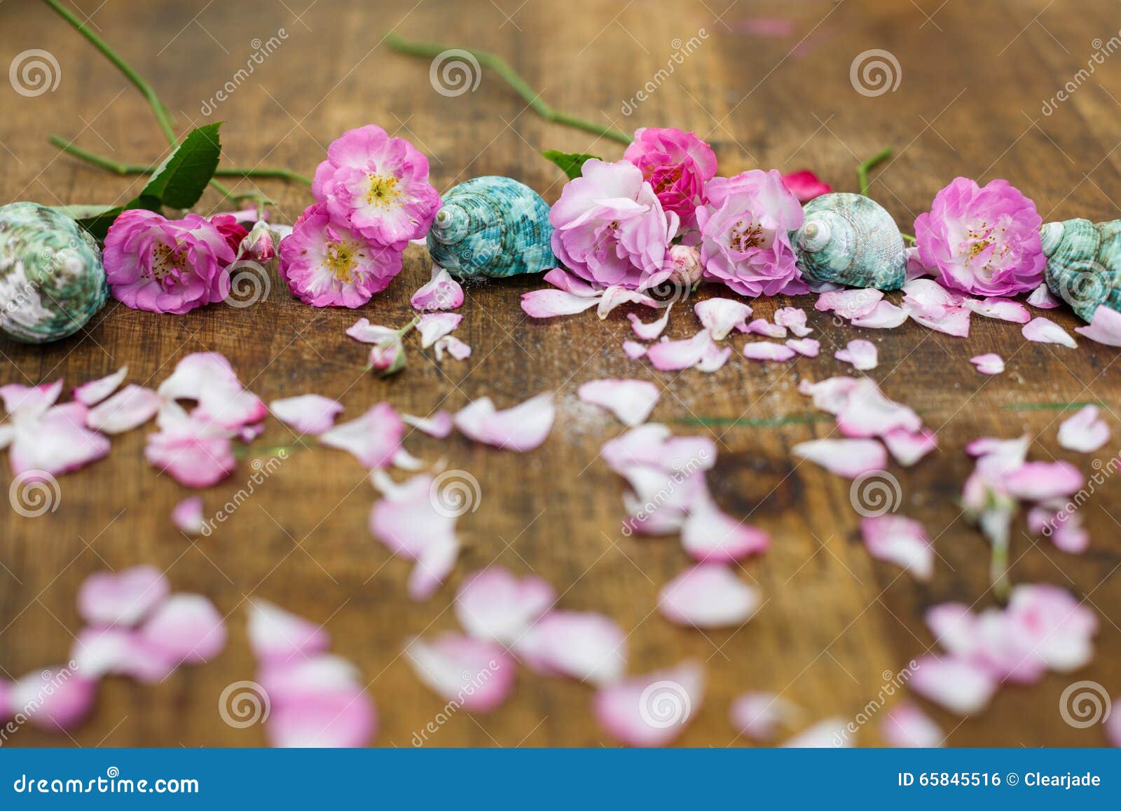 Rose and Conch Shells, Coral Formation in the Desktop Background Stock ...