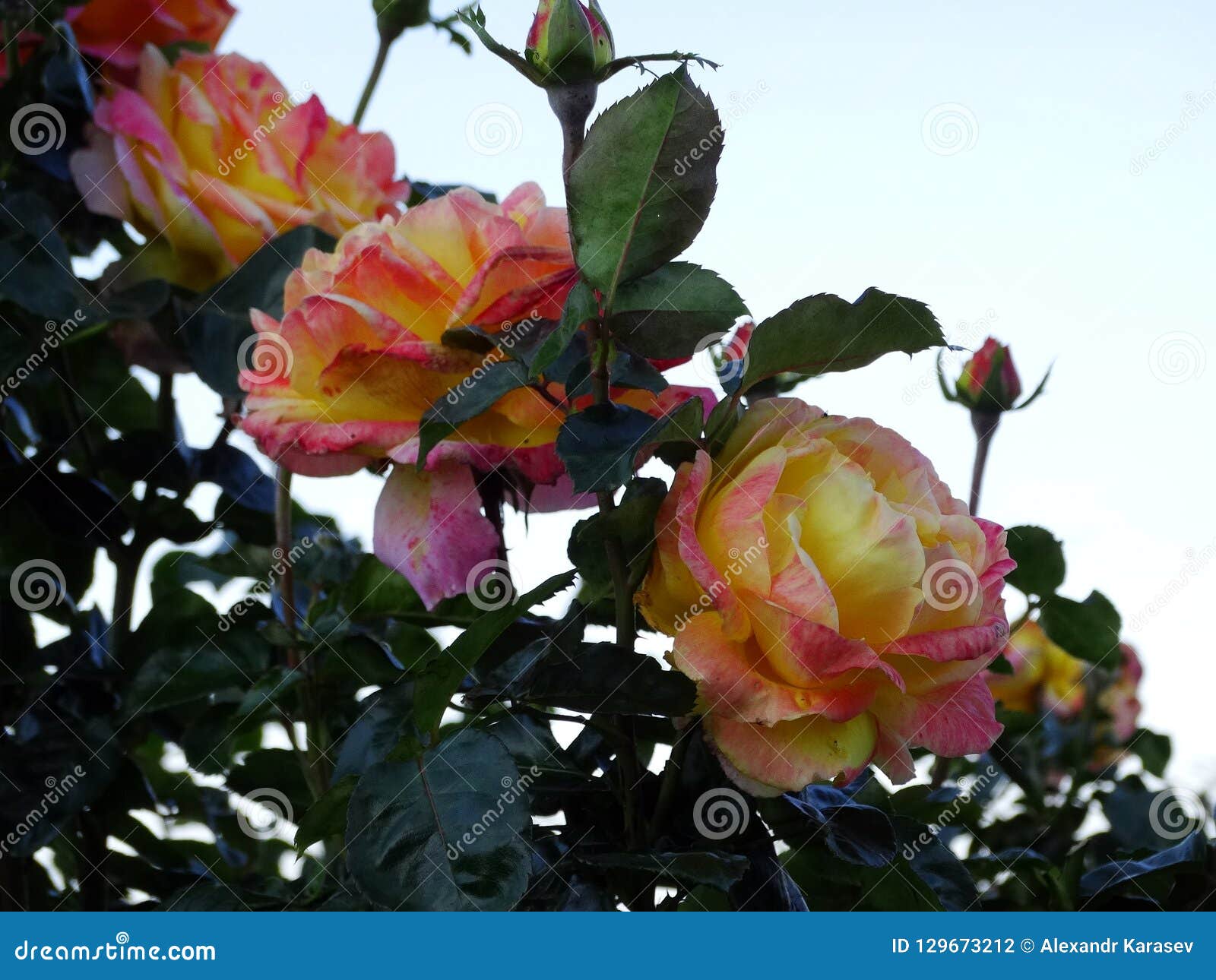 Bright rose flowers stock photo. Image of beauty, season - 129673212