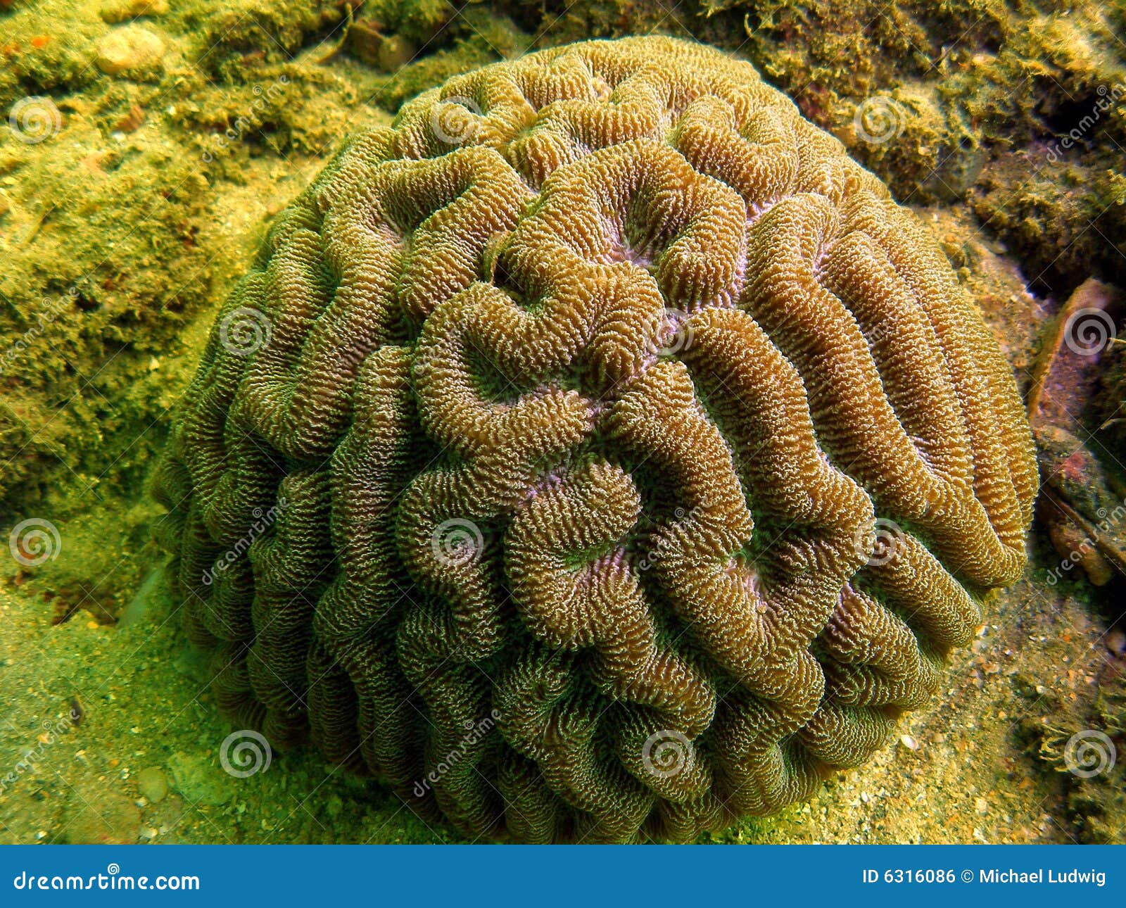 Rose coral stock photo. Image of coral, diving, aqua, christmas - 6316086