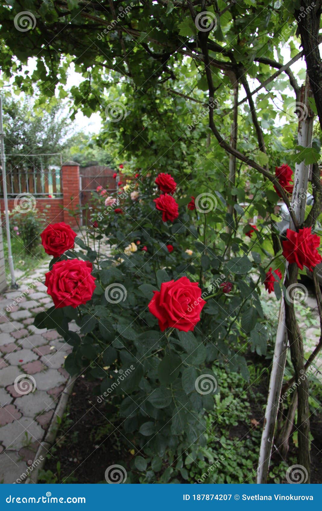 Rose Covered Garden Wall with Gate. the Concept of the Garden Stock ...
