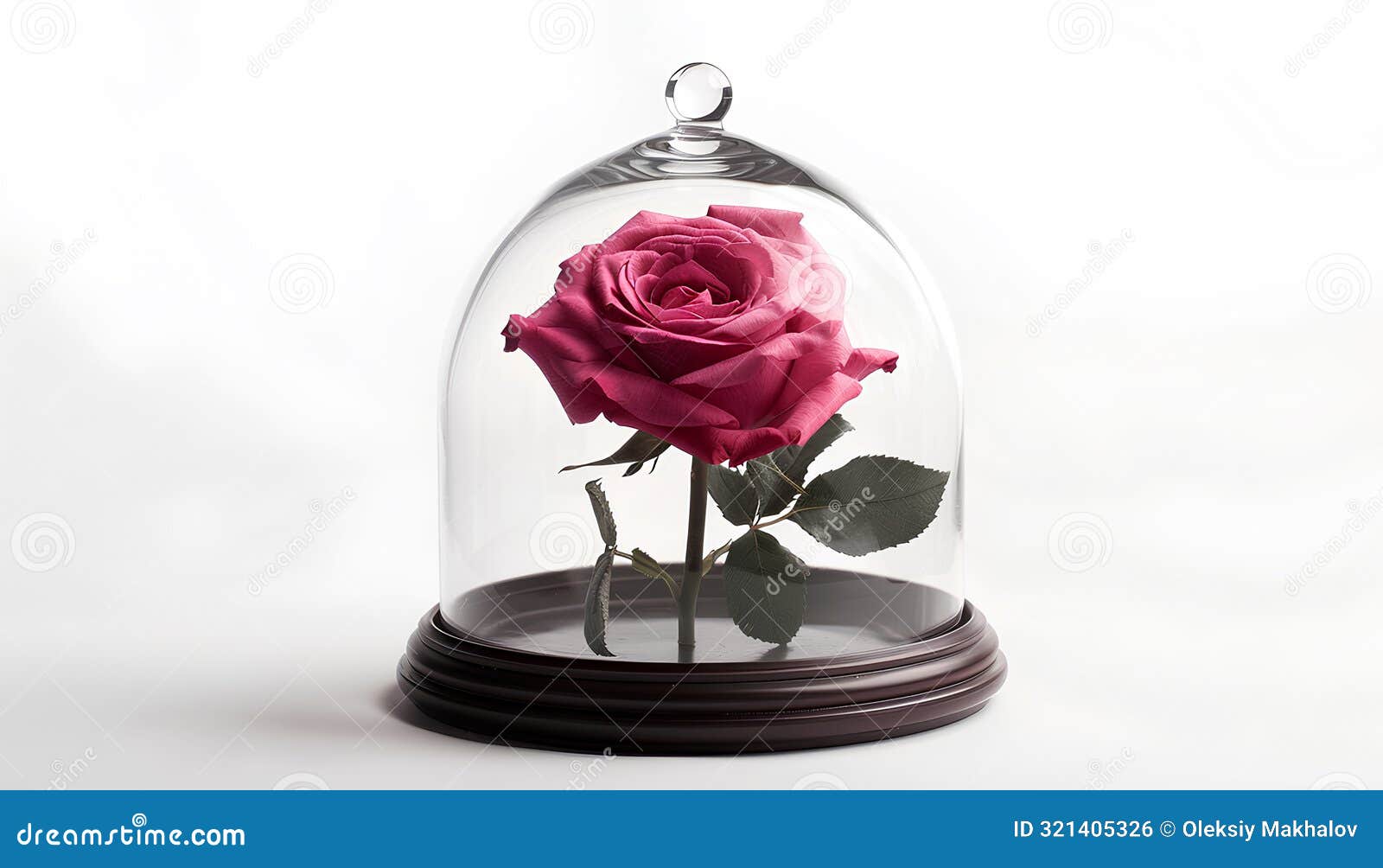 Rose Covered with Glass Cover on White Background Stock Illustration ...