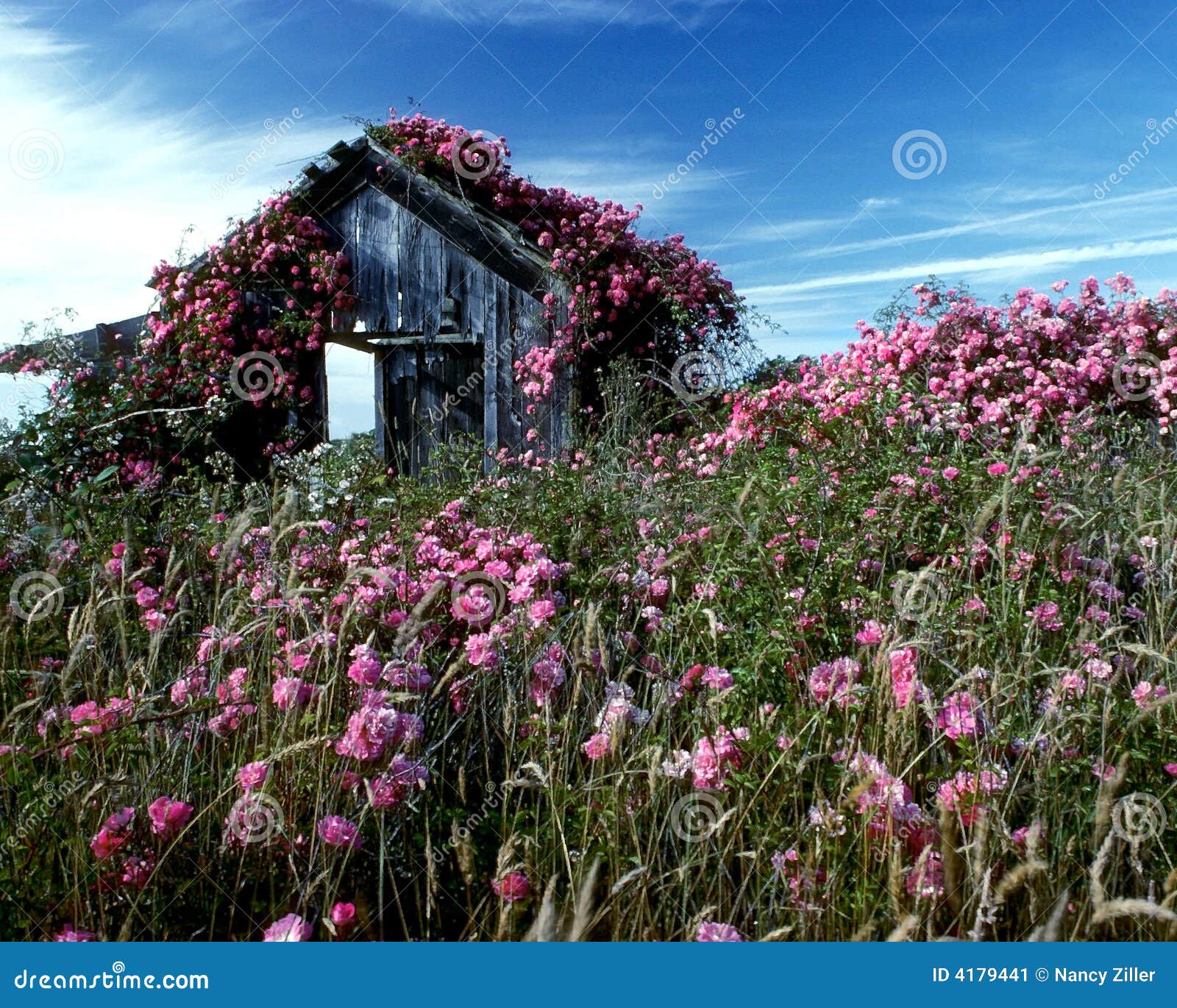 Rose covered shed stock image. Image of pink, scene, country - 4179441
