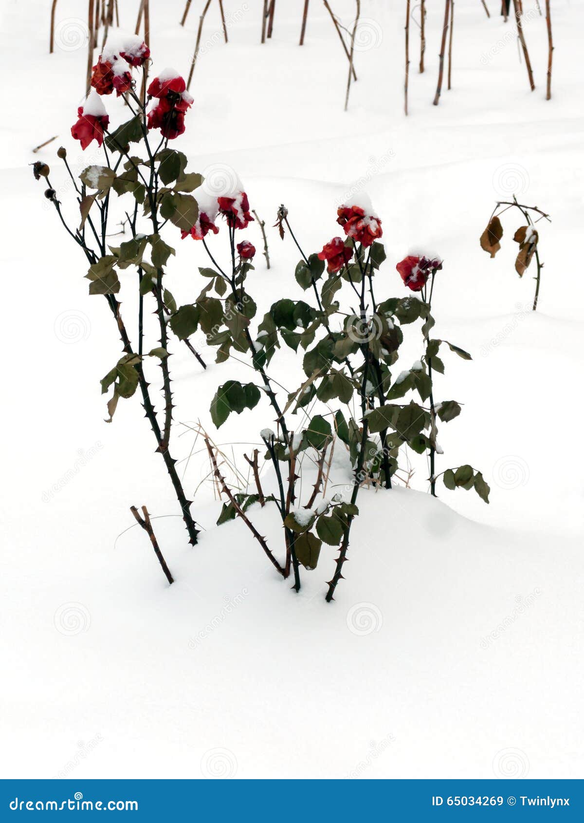 Rose covered with snow stock image. Image of covered - 65034269