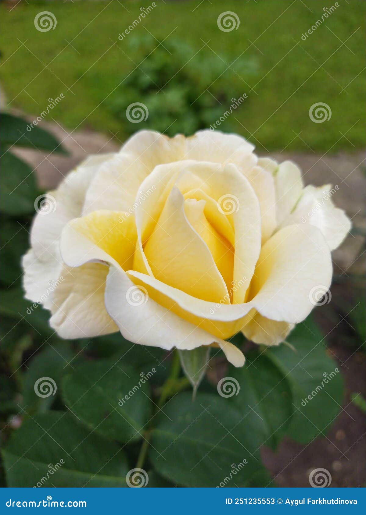 Rose cream color flower stock image. Image of beige - 251235553