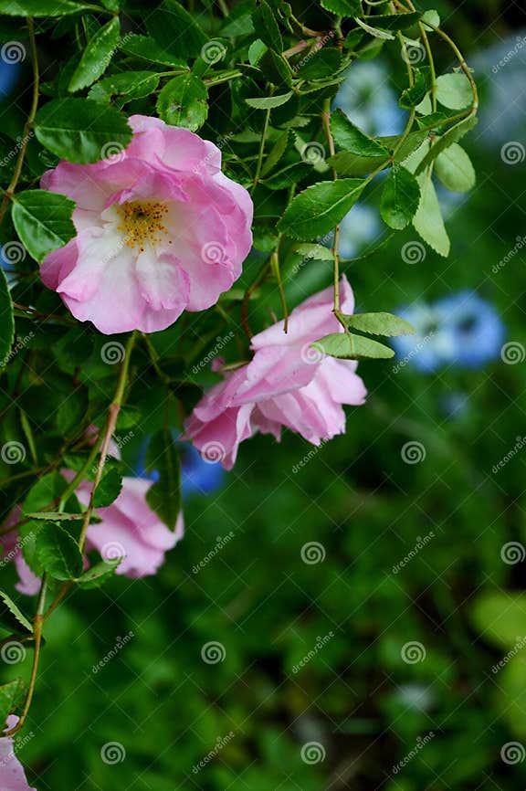 Rose creeper in spring stock image. Image of color, details - 186248021