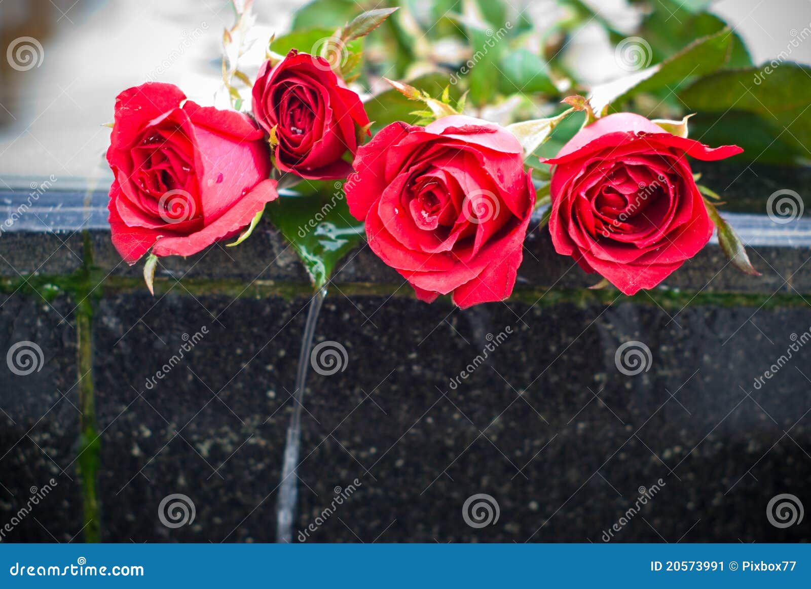 Rose and Cry, Heartbroken Concept Stock Image - Image of valentine ...
