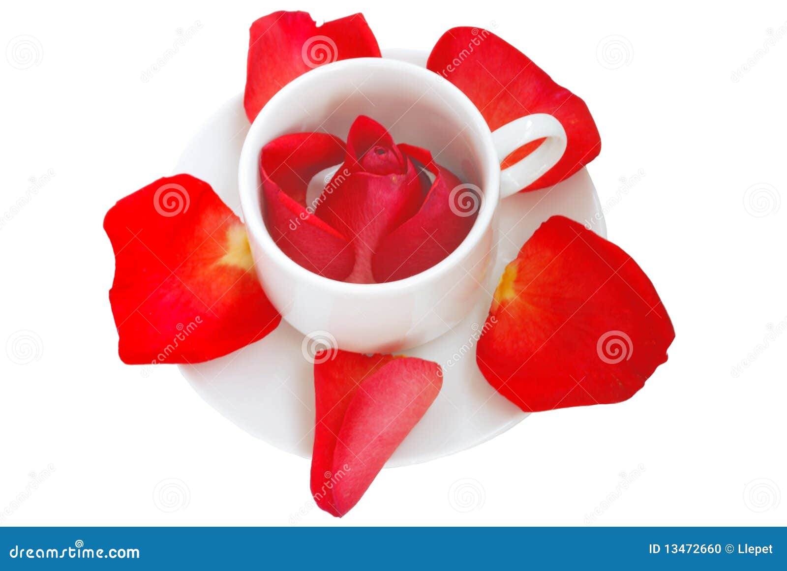 Rose in cup with petals stock photo. Image of isolated - 13472660