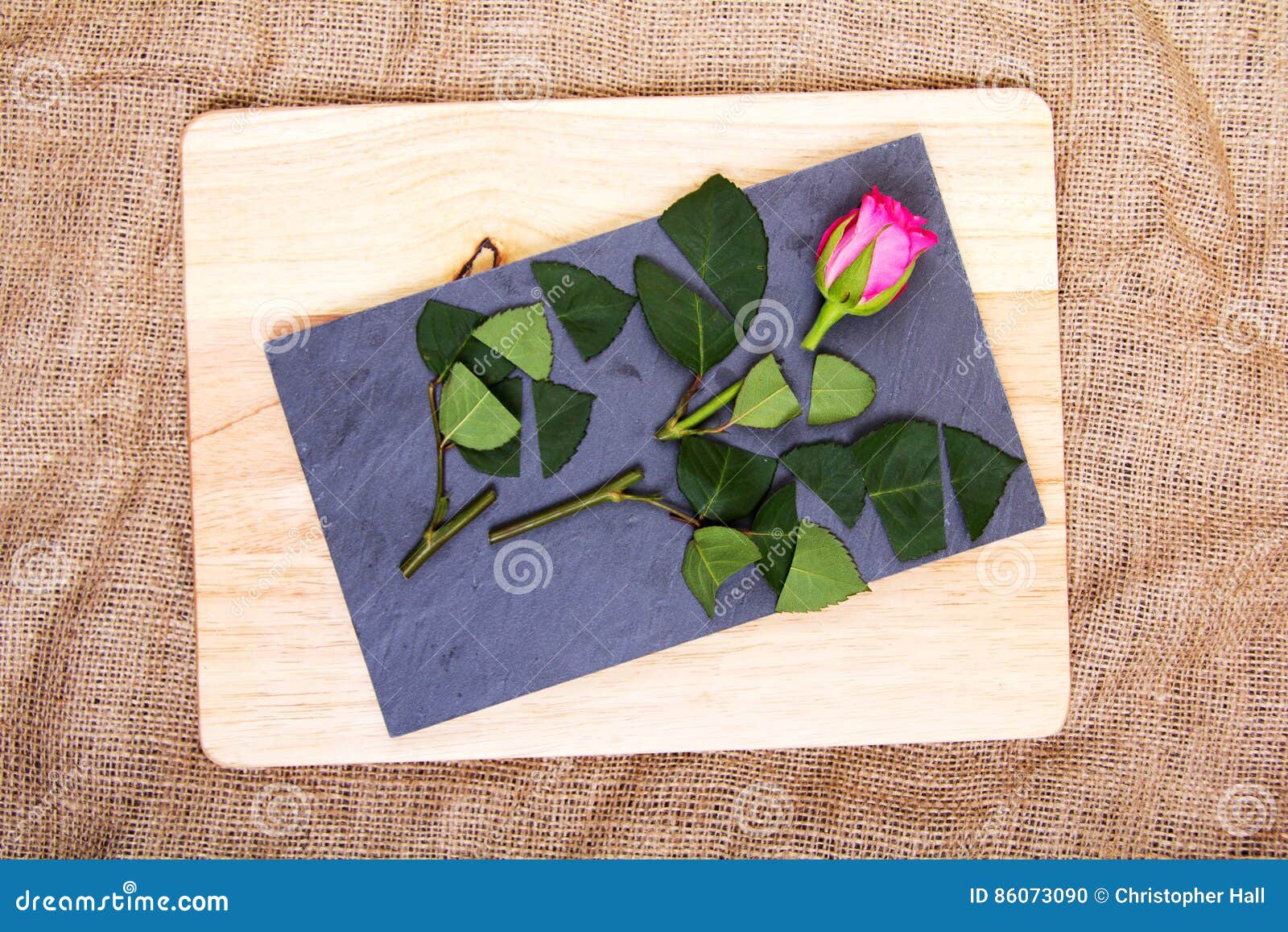 Rose Cut Up on Piece of Slate Stock Photo - Image of love, rustic: 86073090