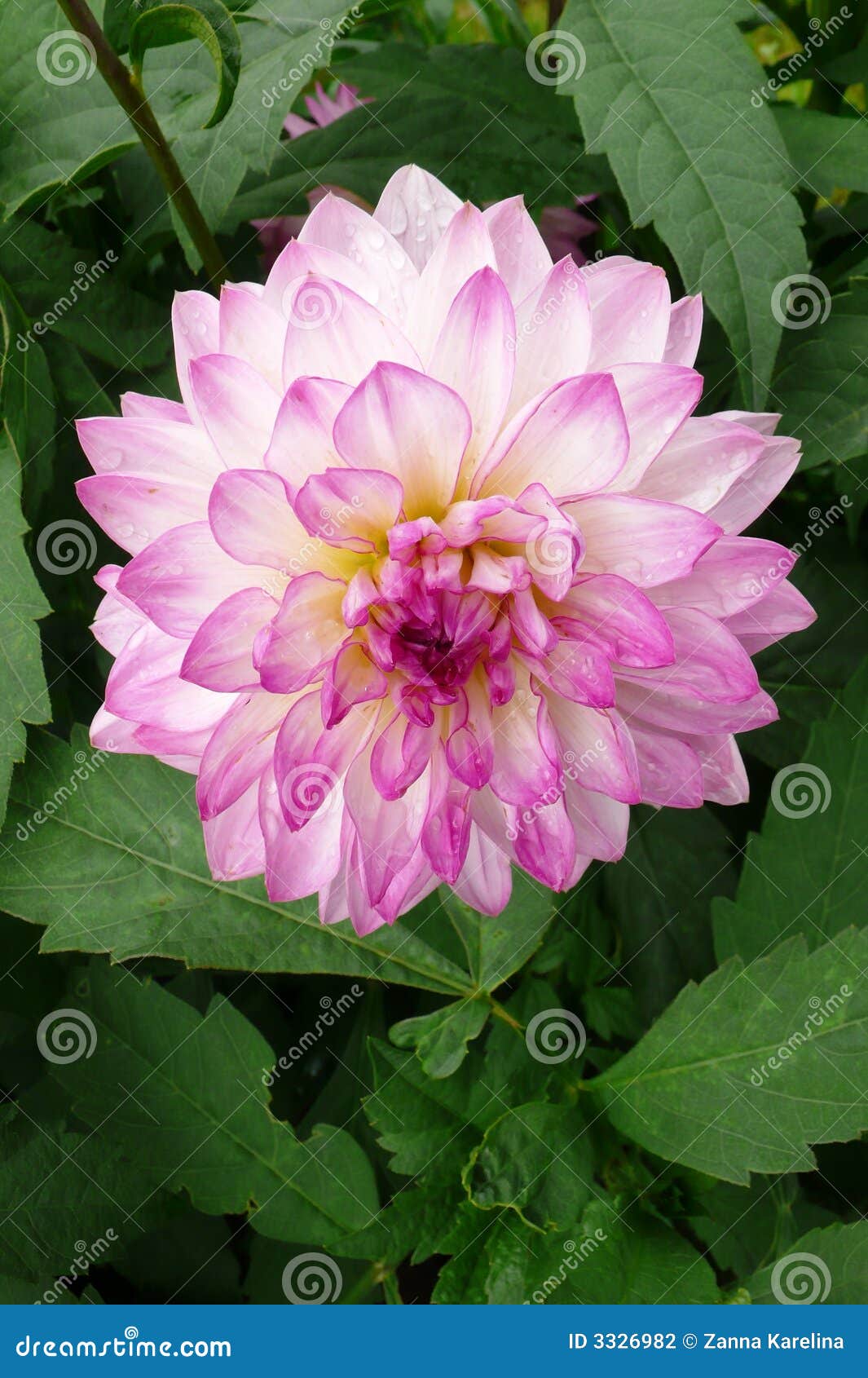 Rose dahlia stock photo. Image of flowering, sunny, autumn - 3326982