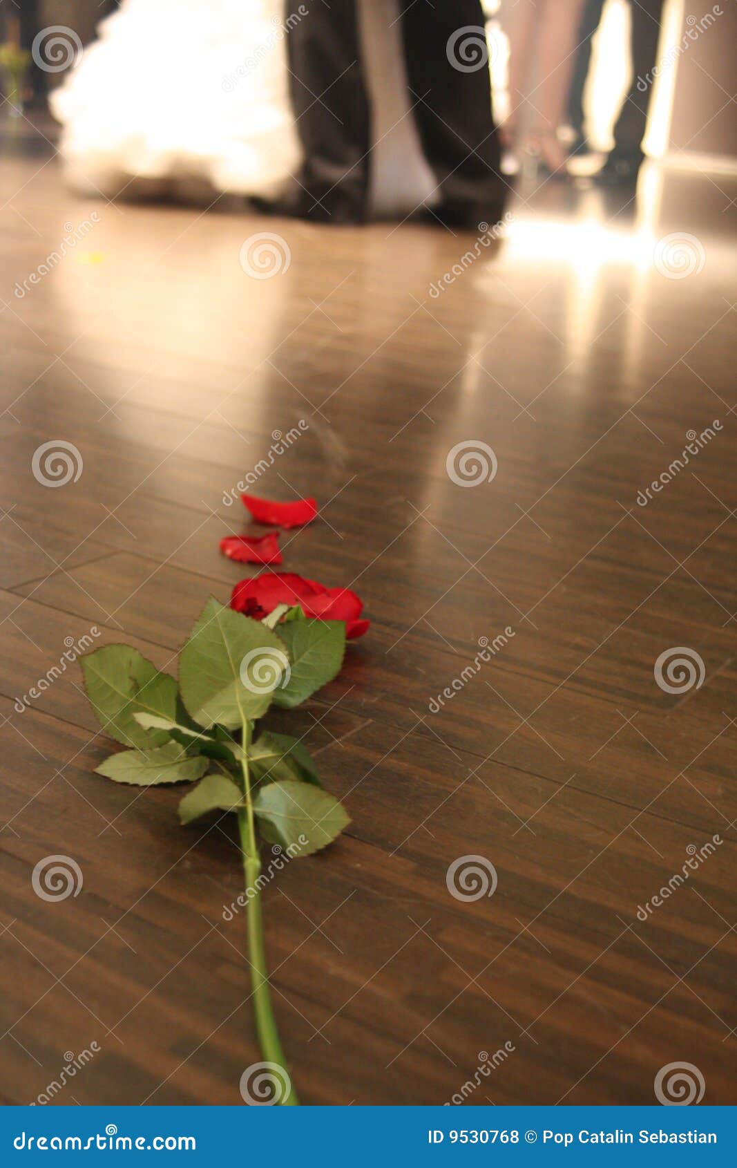 Rose on the dancefloor stock photo. Image of dance, dancefloor - 9530768