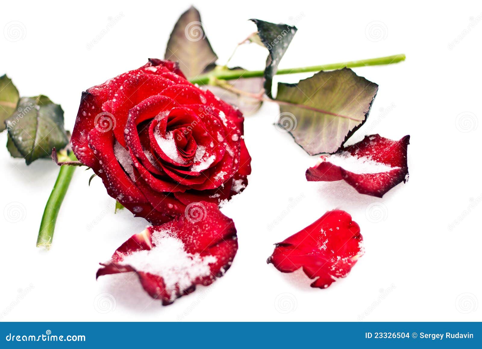 Rose dans la neige photo stock. Image du froid, désolé - 23326504