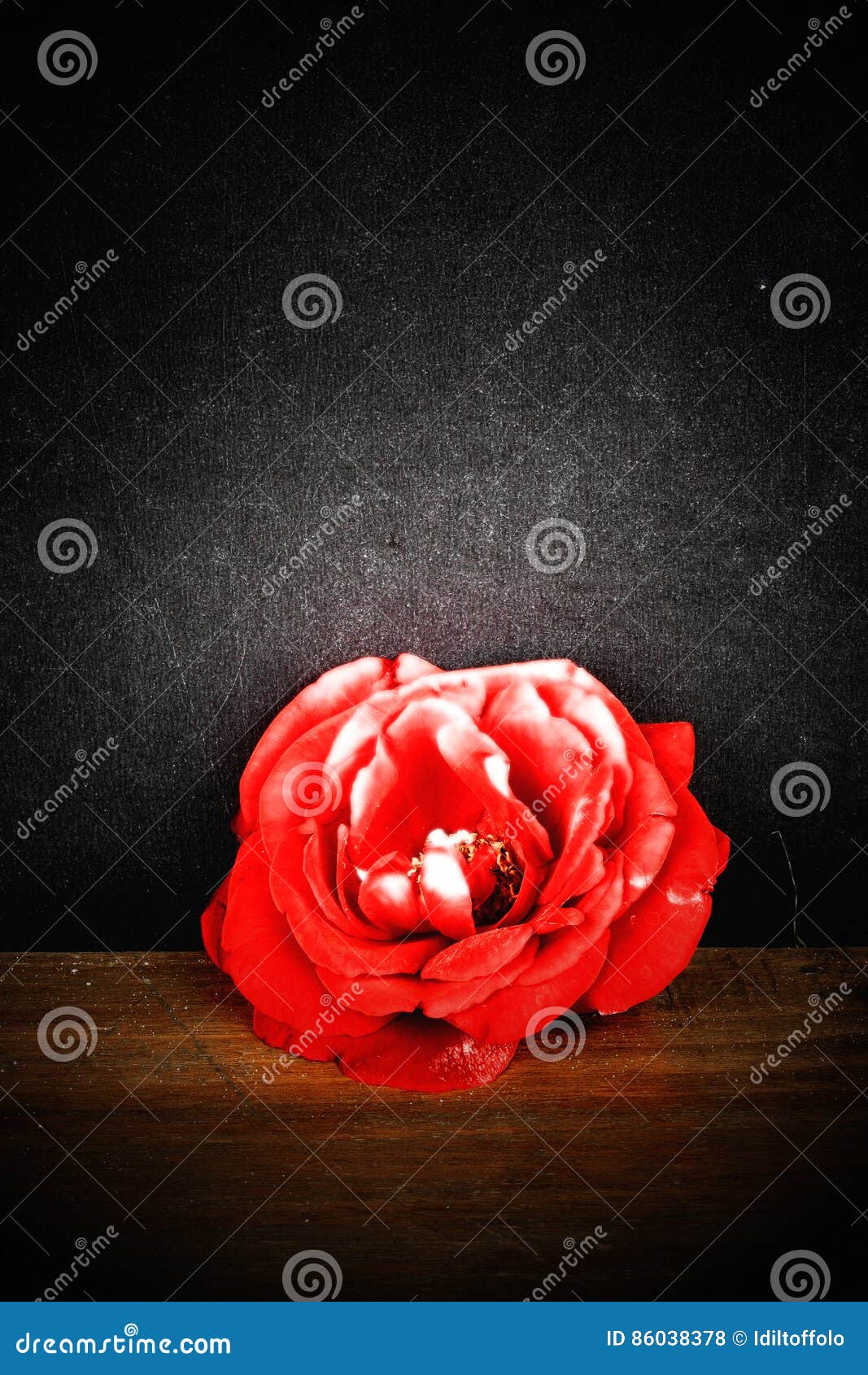 Rose stock photo. Image of contrast, dark, abstract, green - 86038378