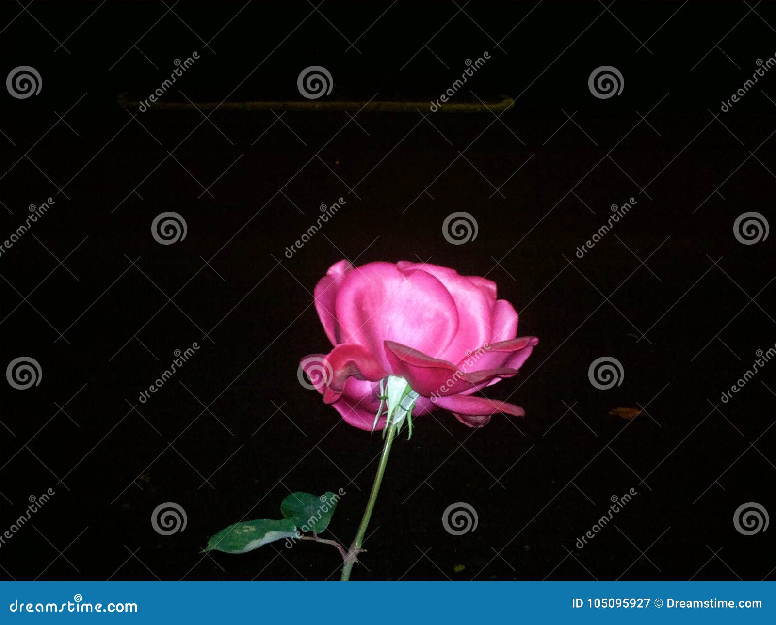 Rose in the dark night stock image. Image of autumn - 105095927