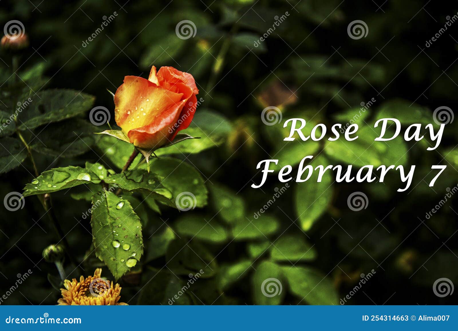 Rose Day, February 7, Holiday of Flower Stock Image - Image of humor ...