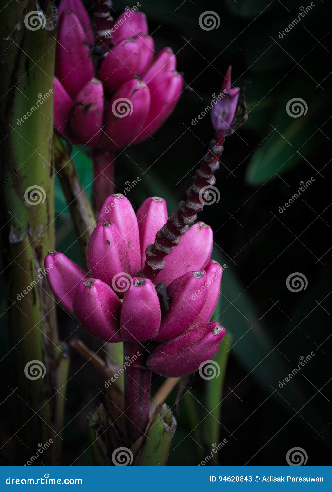 Rose de banane image stock. Image du jaune, environnement - 94620843