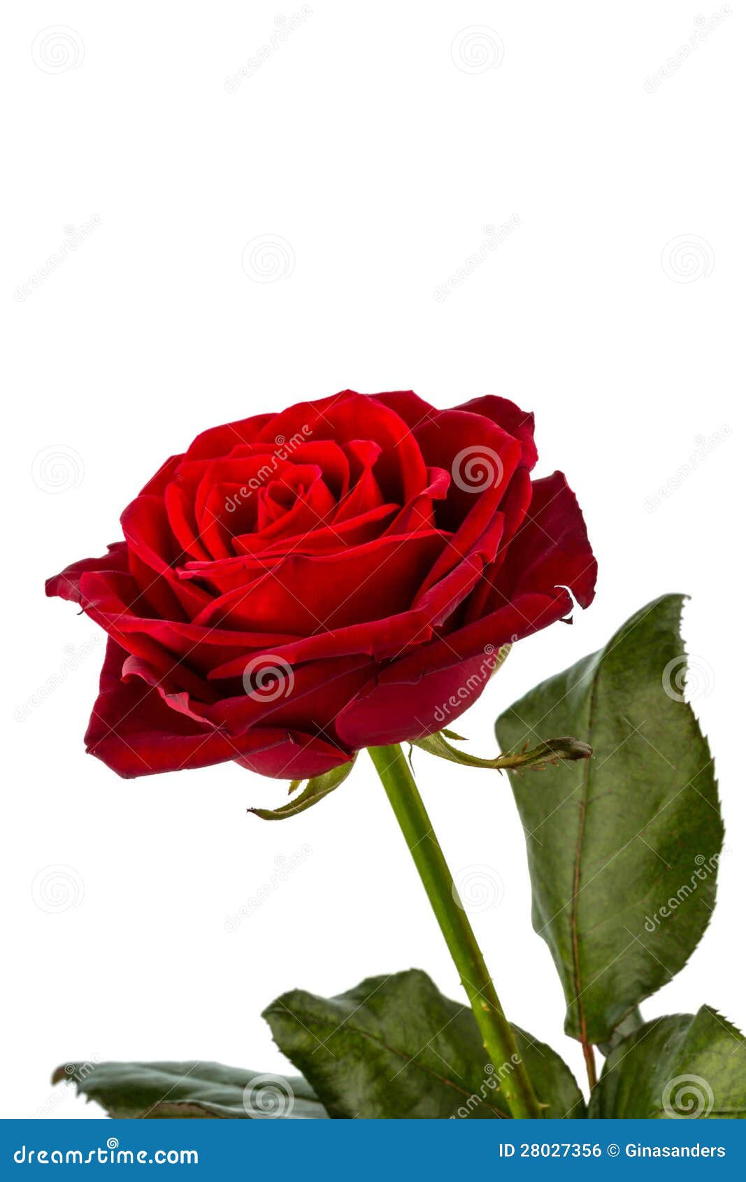 Rose De Rouge. Signes De L'amour Photo stock - Image du rosewood ...