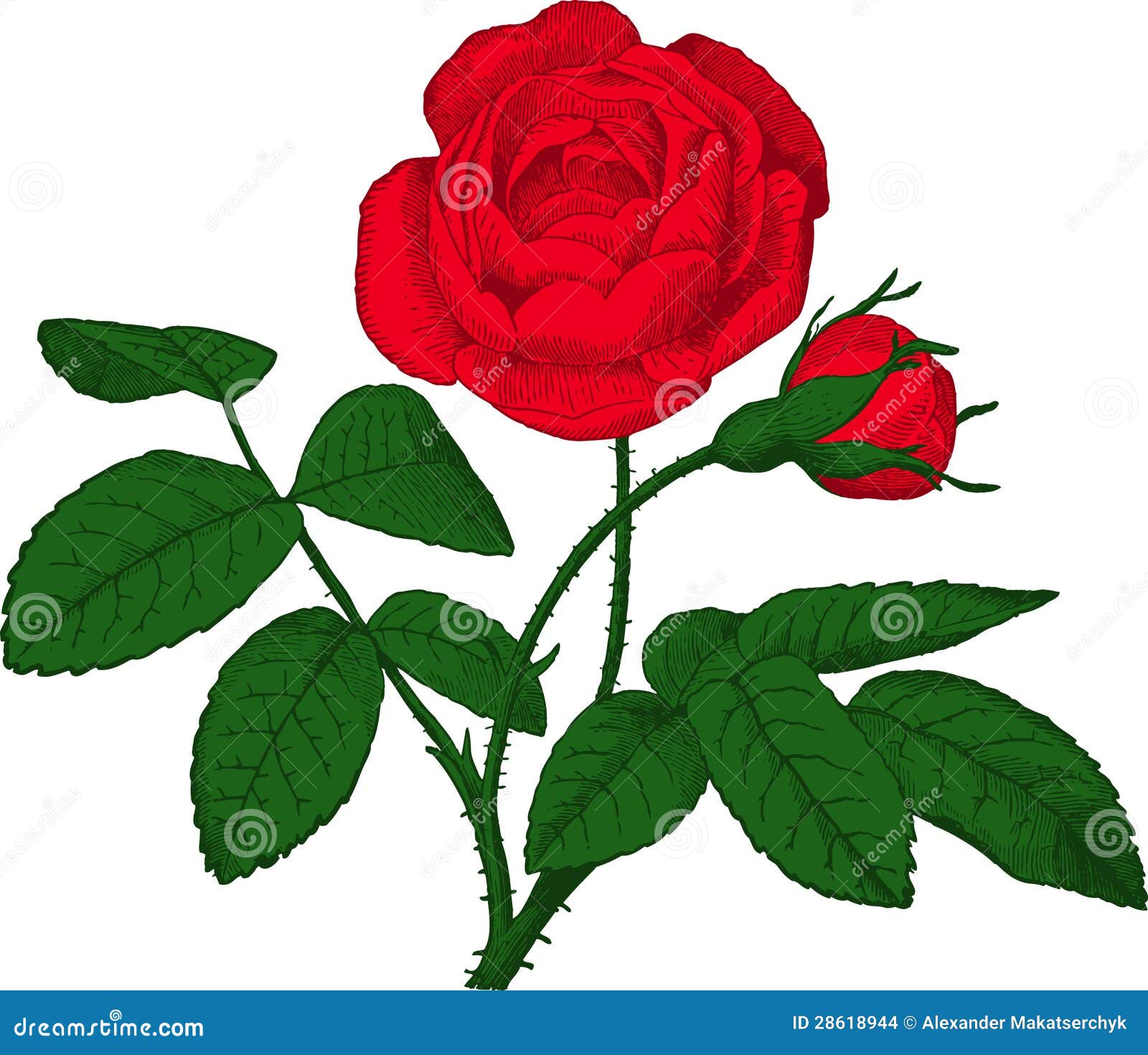Rose de rouge. Vecteur illustration de vecteur. Illustration du ...
