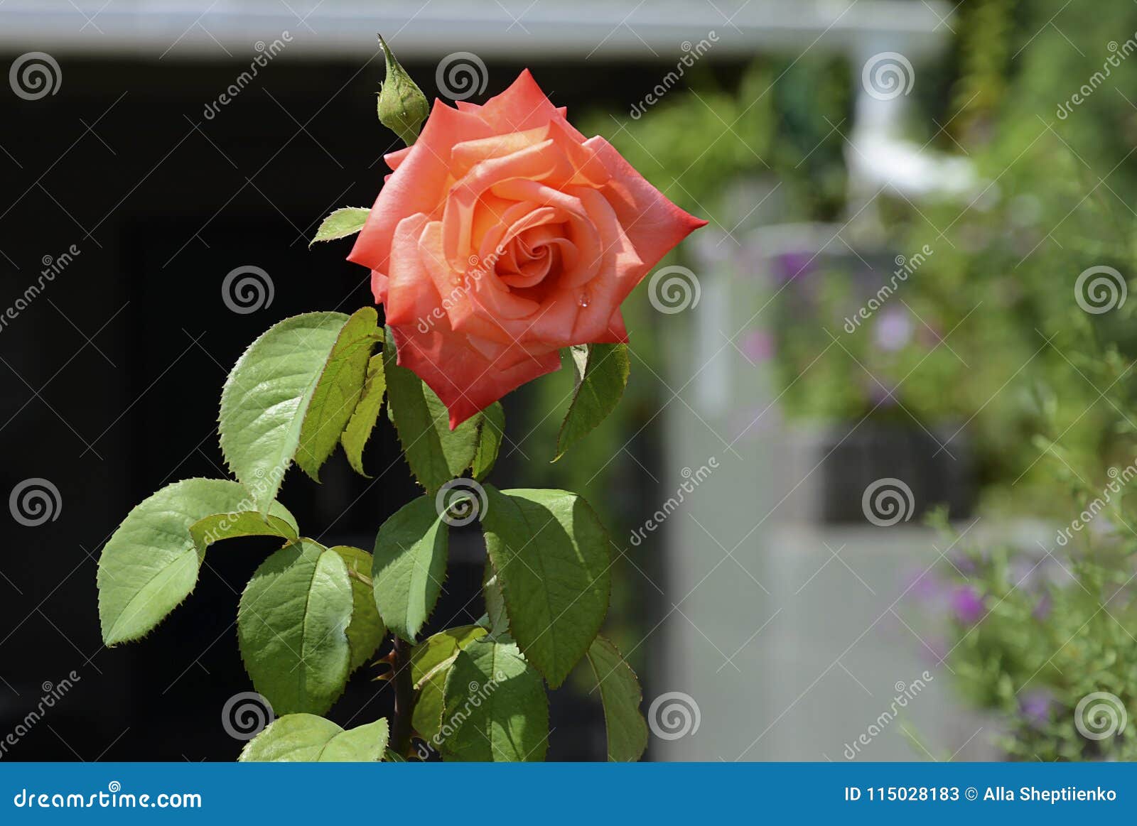 Rose del color rojo imagen de archivo. Imagen de fragante - 115028183