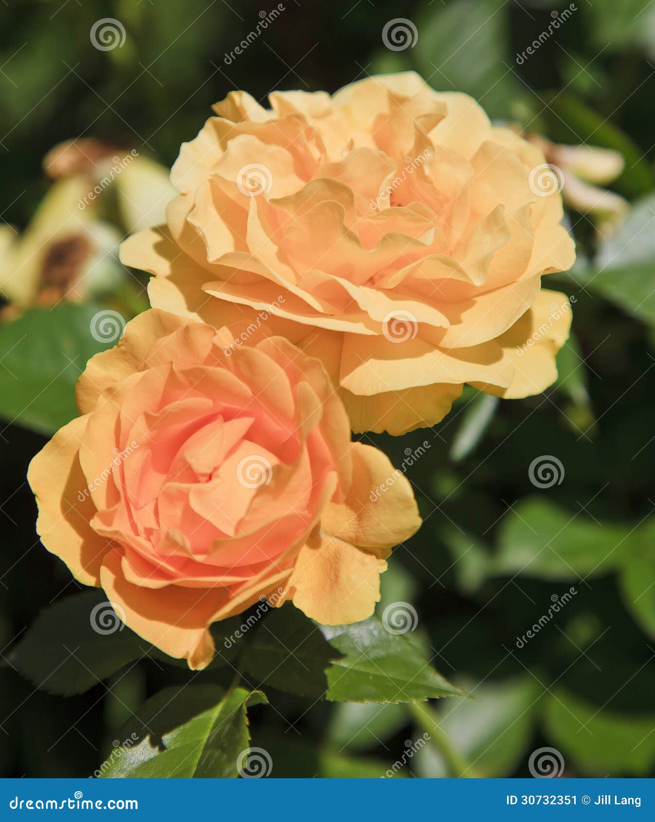 Rose della pesca immagine stock. Immagine di rosa, botanica - 30732351