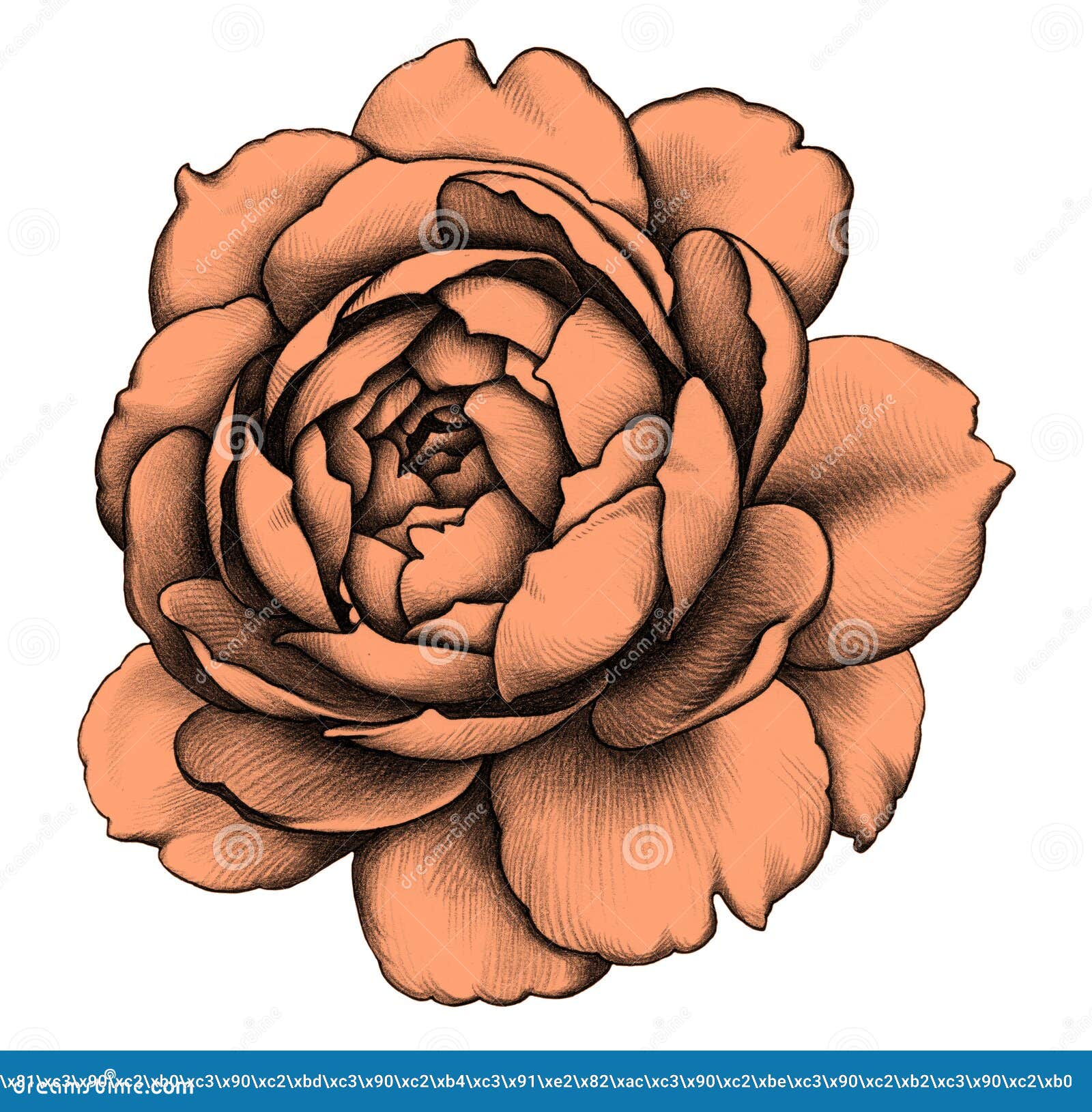 Rose Dessin au crayon illustration stock. Illustration du mode - 60967024