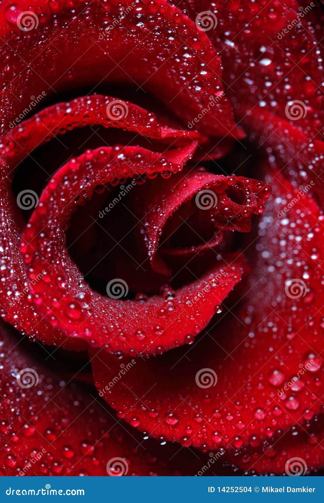 Rose dew drops stock photo. Image of drop, macro, horizontal - 14252504