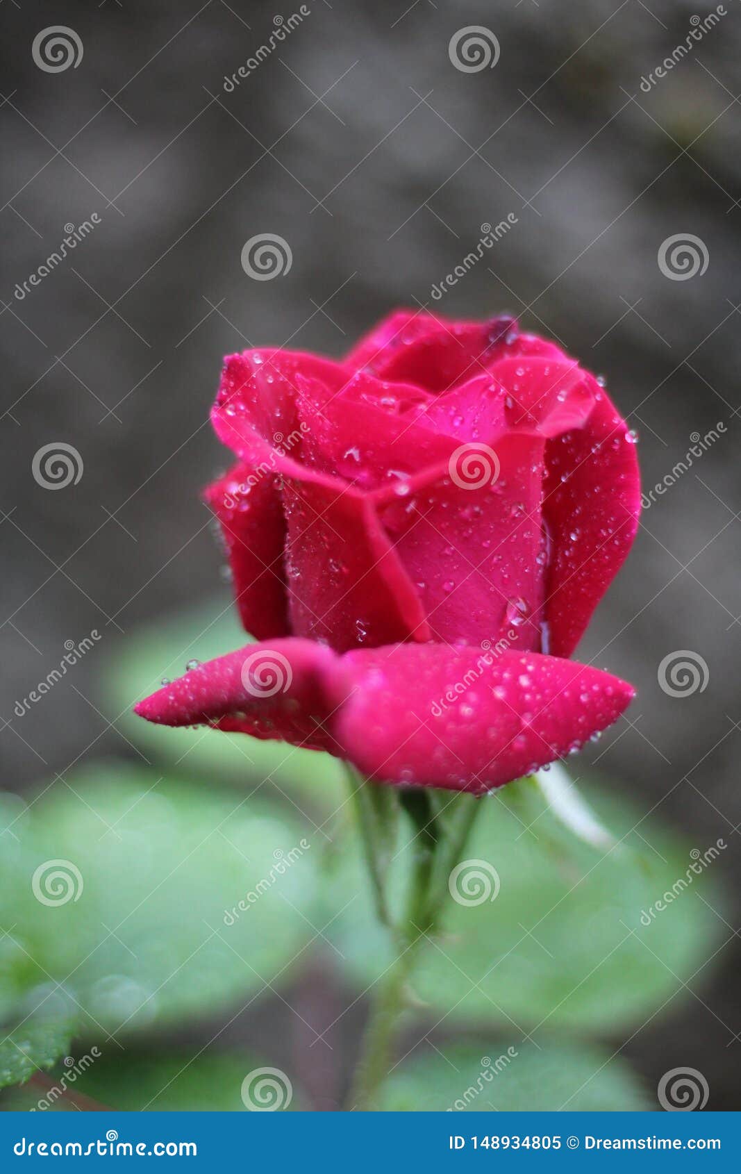 The rose with dew drops stock image. Image of plants - 148934805