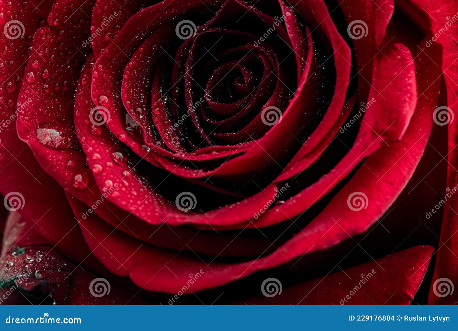 Rose with dew drops stock photo. Image of color, texture - 229176804