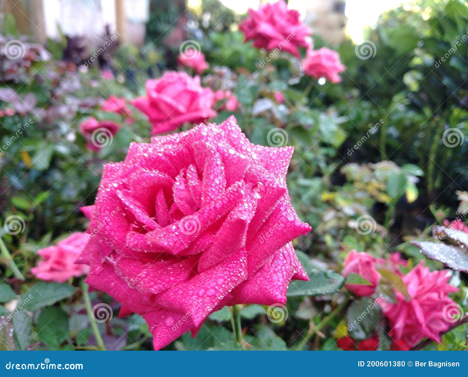 The Rose and the Dew in the Morning. Stock Photo - Image of flower ...