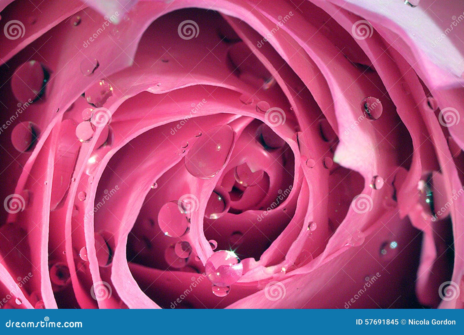 Rose with dewdrops stock image. Image of waterdrop, rose - 57691845