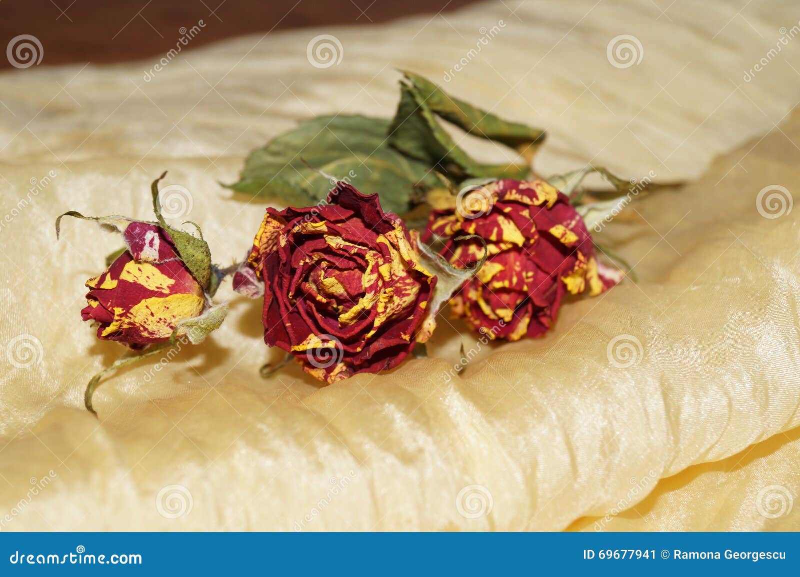 Rose Di Wither Su Seta Gialla Immagine Stock - Immagine di decorazione ...