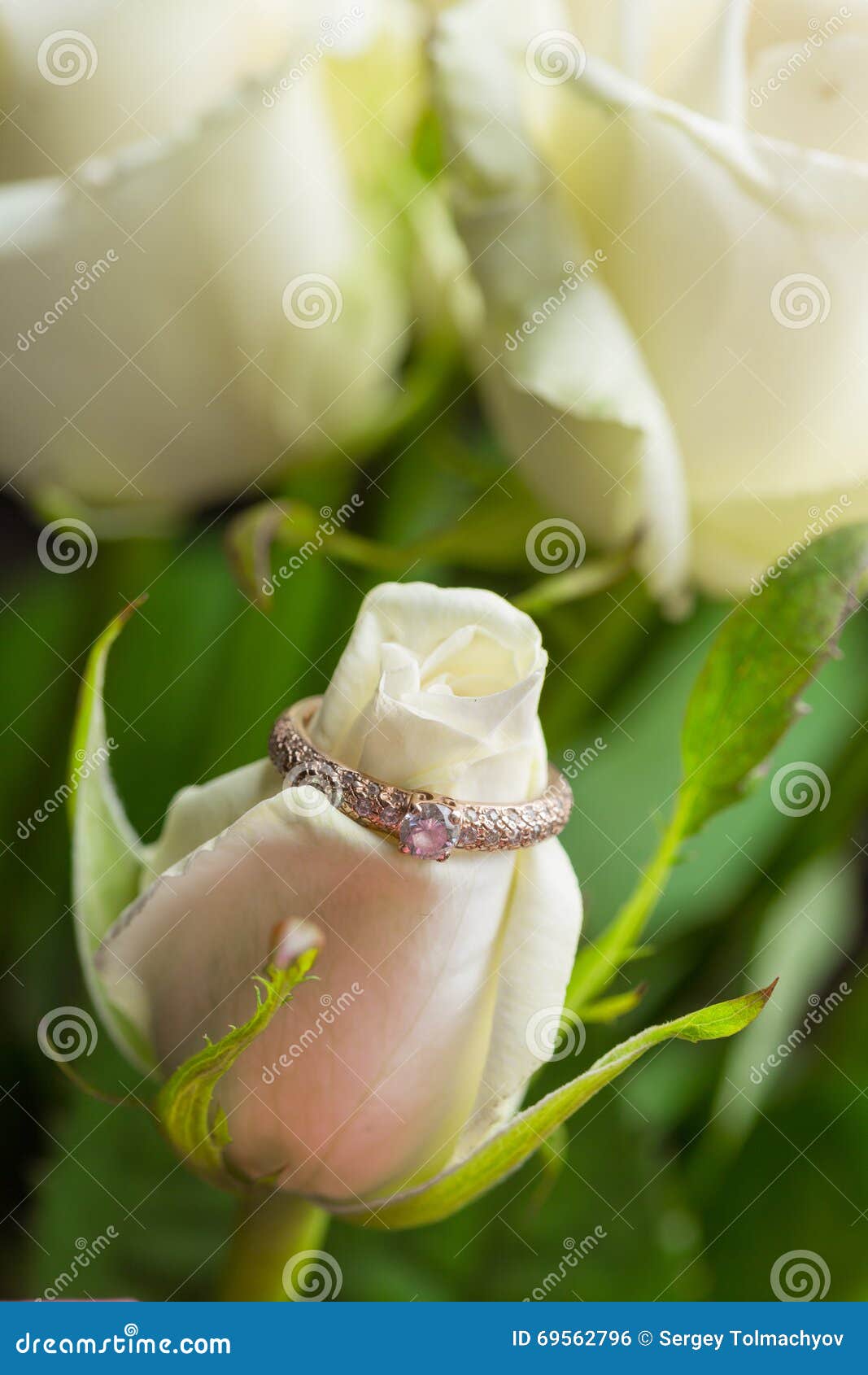 Rose and Diamond Ring Inside Stock Photo - Image of petal, engage: 69562796