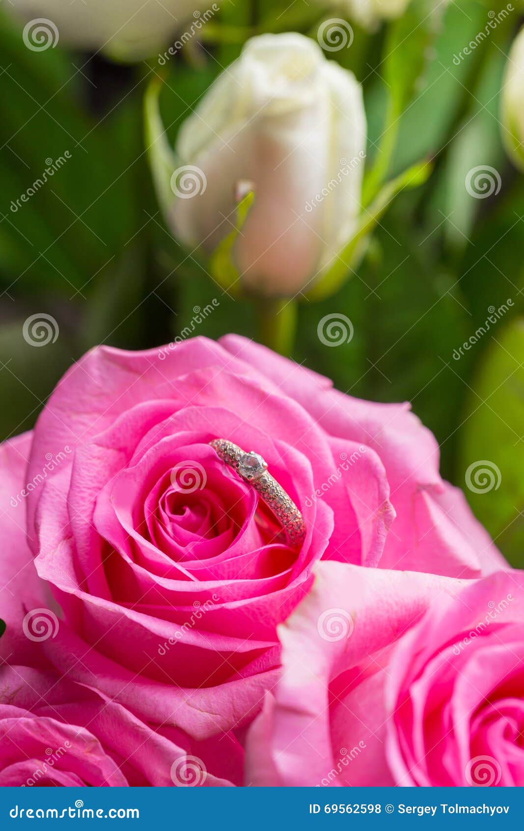 Rose and Diamond Ring Inside Stock Photo - Image of pink, drops: 69562598