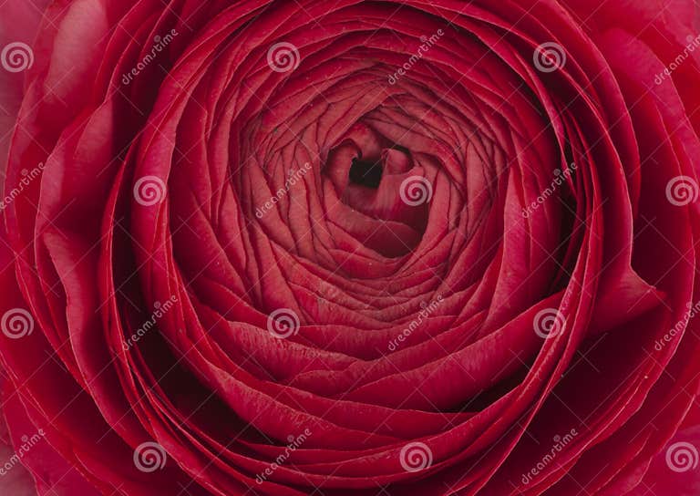 Rose, a Different Angle View in the Portfolio. Stock Photo - Image of ...