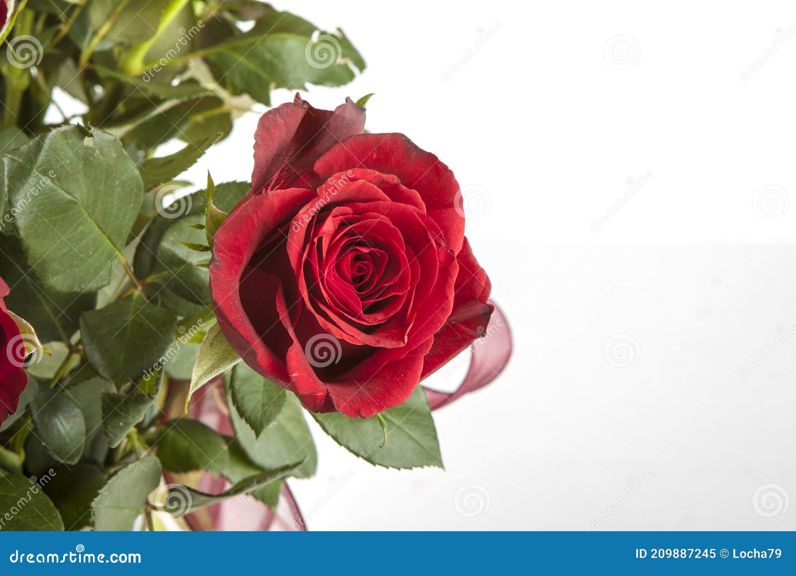 Rose, a Different Angle View in the Portfolio. Stock Image - Image of ...