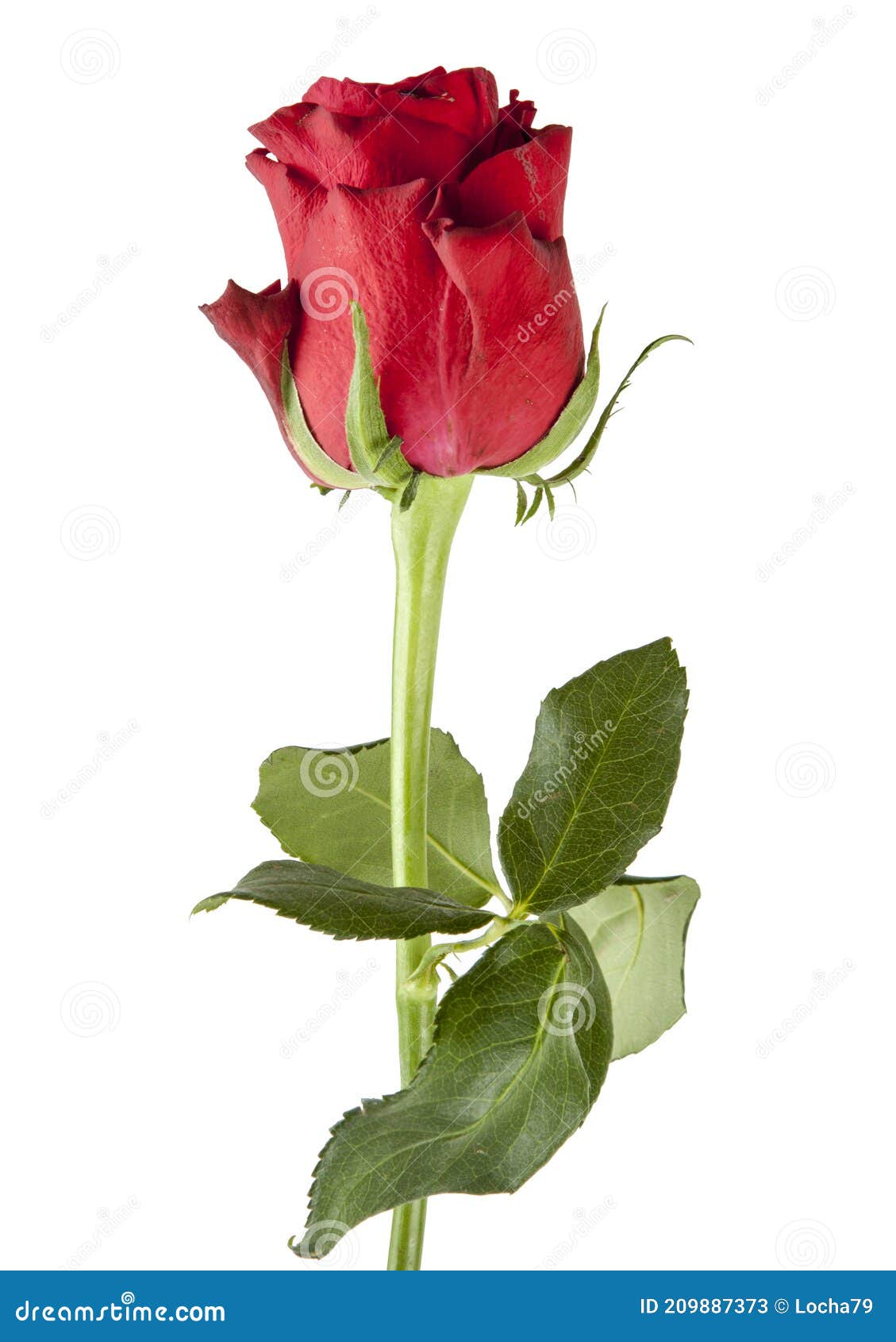 Rose, a Different Angle View in the Portfolio. Stock Image - Image of ...