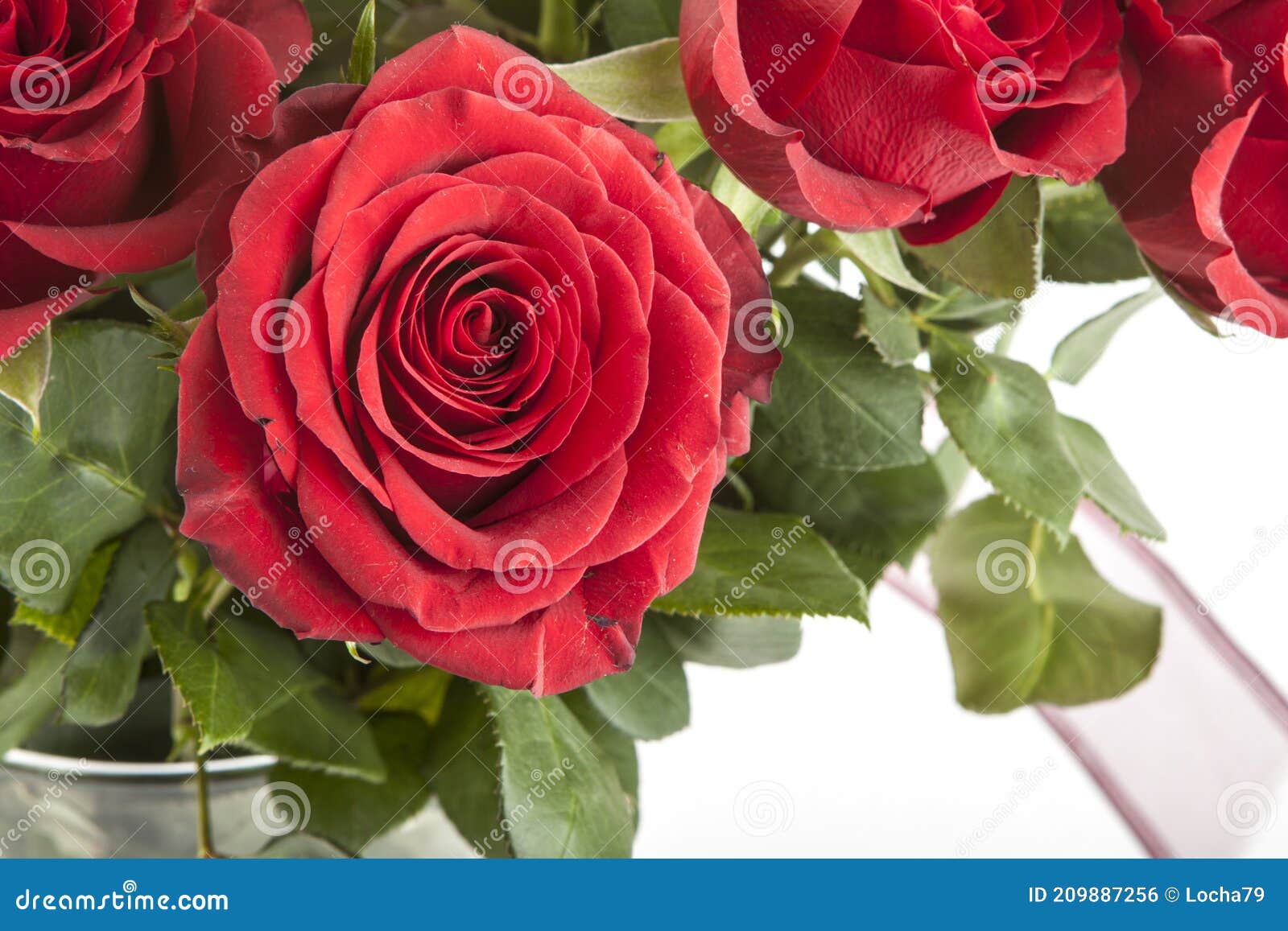 Rose, a Different Angle View in the Portfolio. Stock Photo - Image of ...