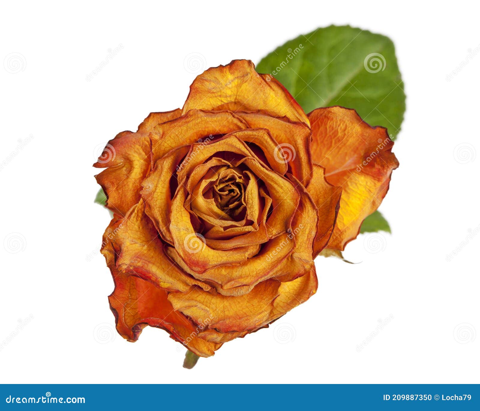Rose, a Different Angle View in the Portfolio. Stock Photo - Image of ...