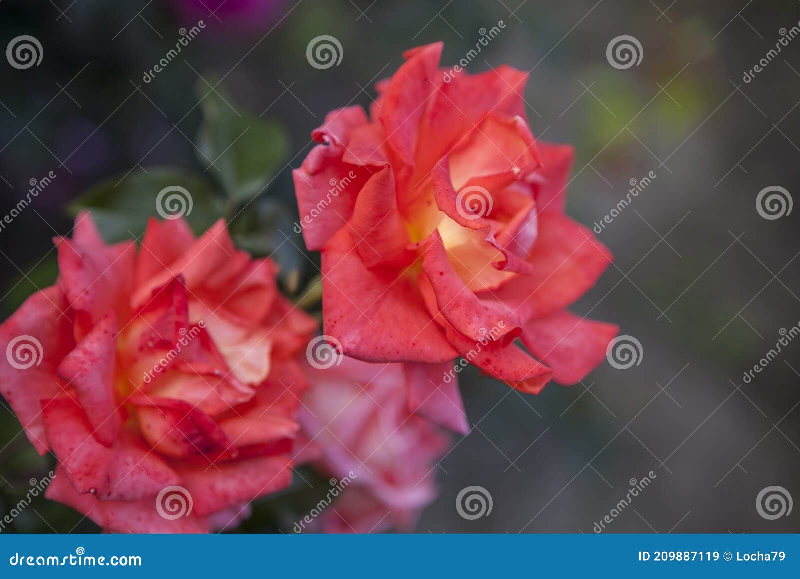 Rose, a Different Angle View in the Portfolio. Stock Image - Image of ...